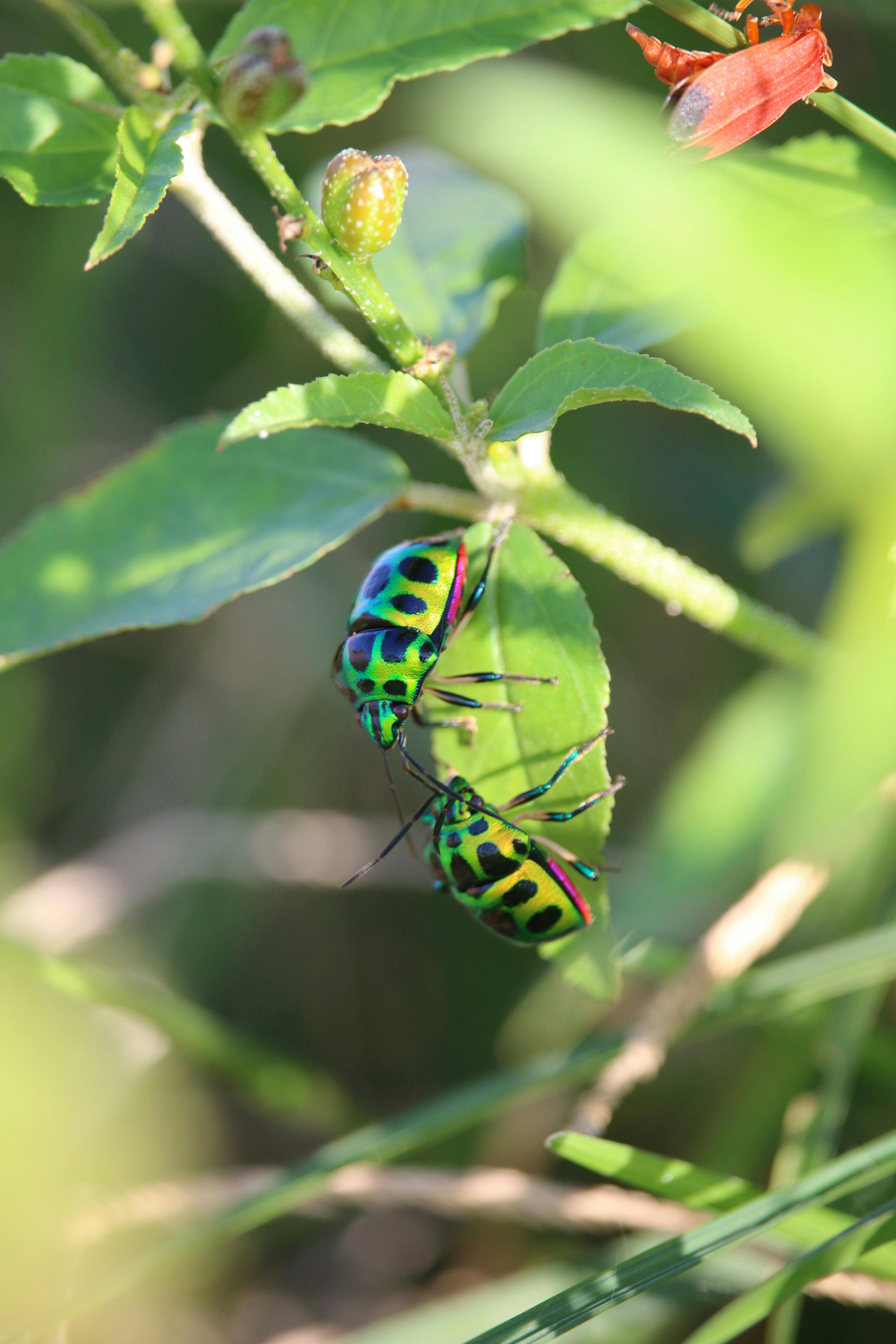 Eurasian Bee Beetle Photos, Download Free Eurasian Bee Beetle Stock ...