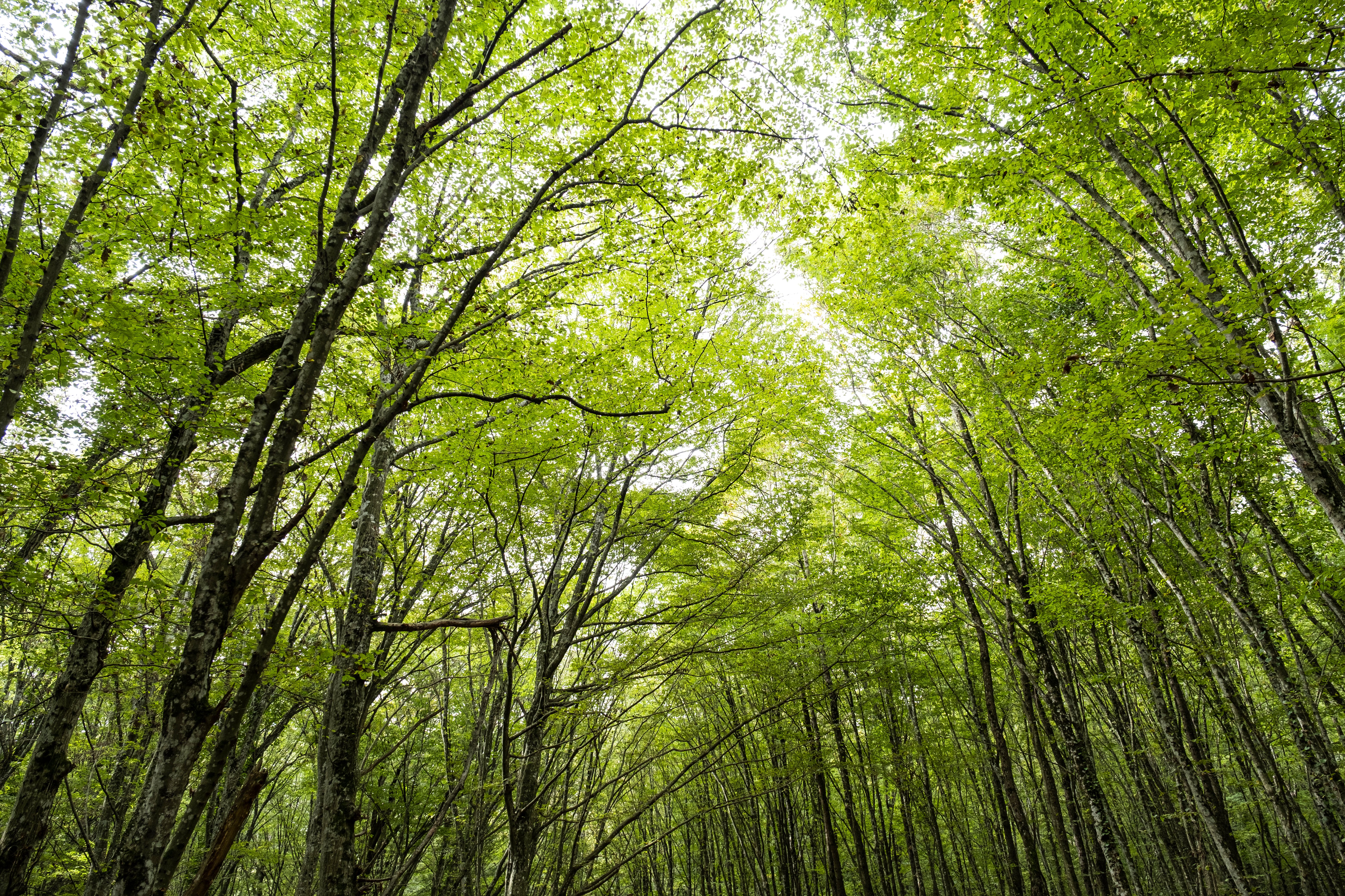 Lush of Trees in the Forest · Free Stock Photo