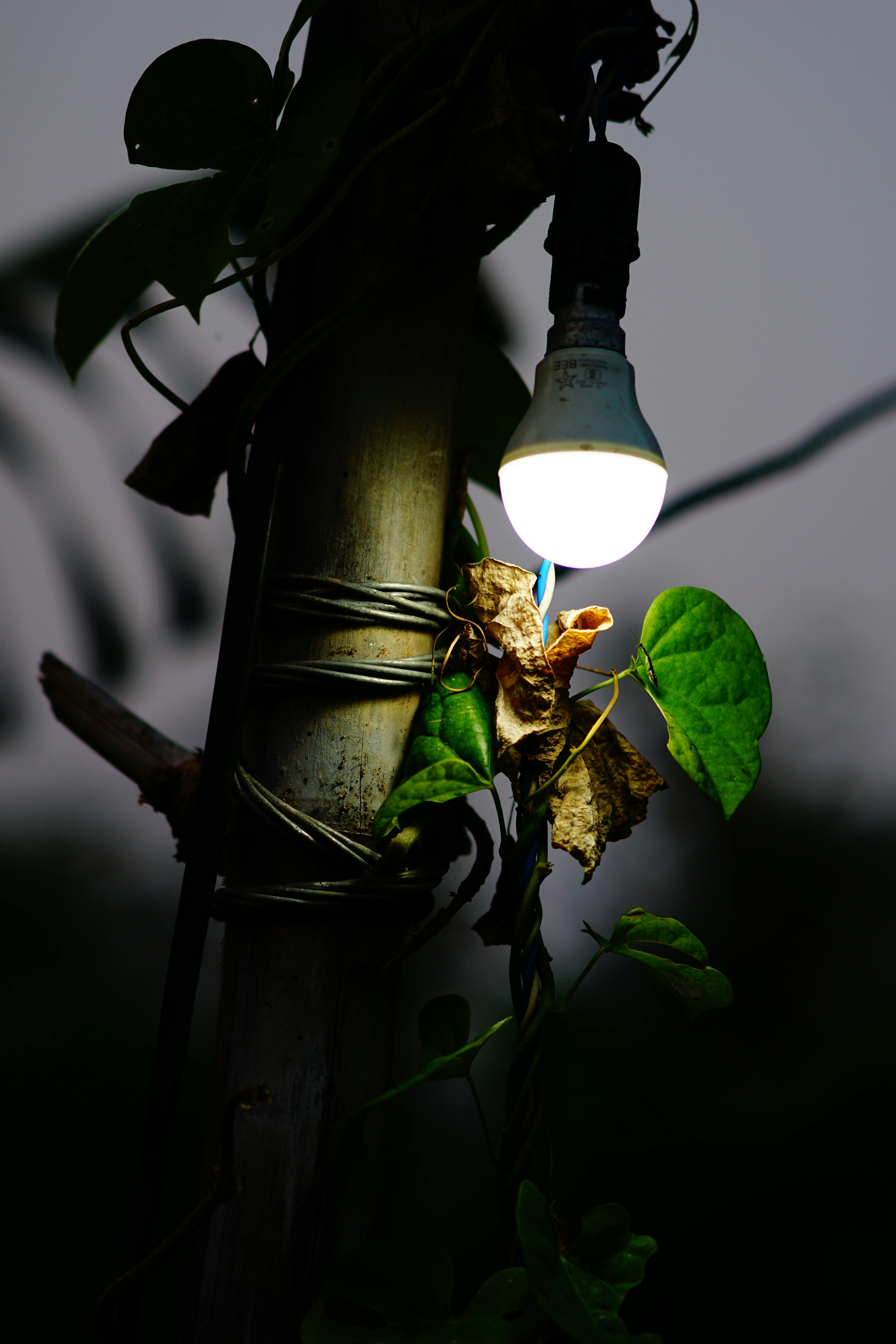 Bulb Green Energy Photos, Download The BEST Free Bulb Green Energy ...