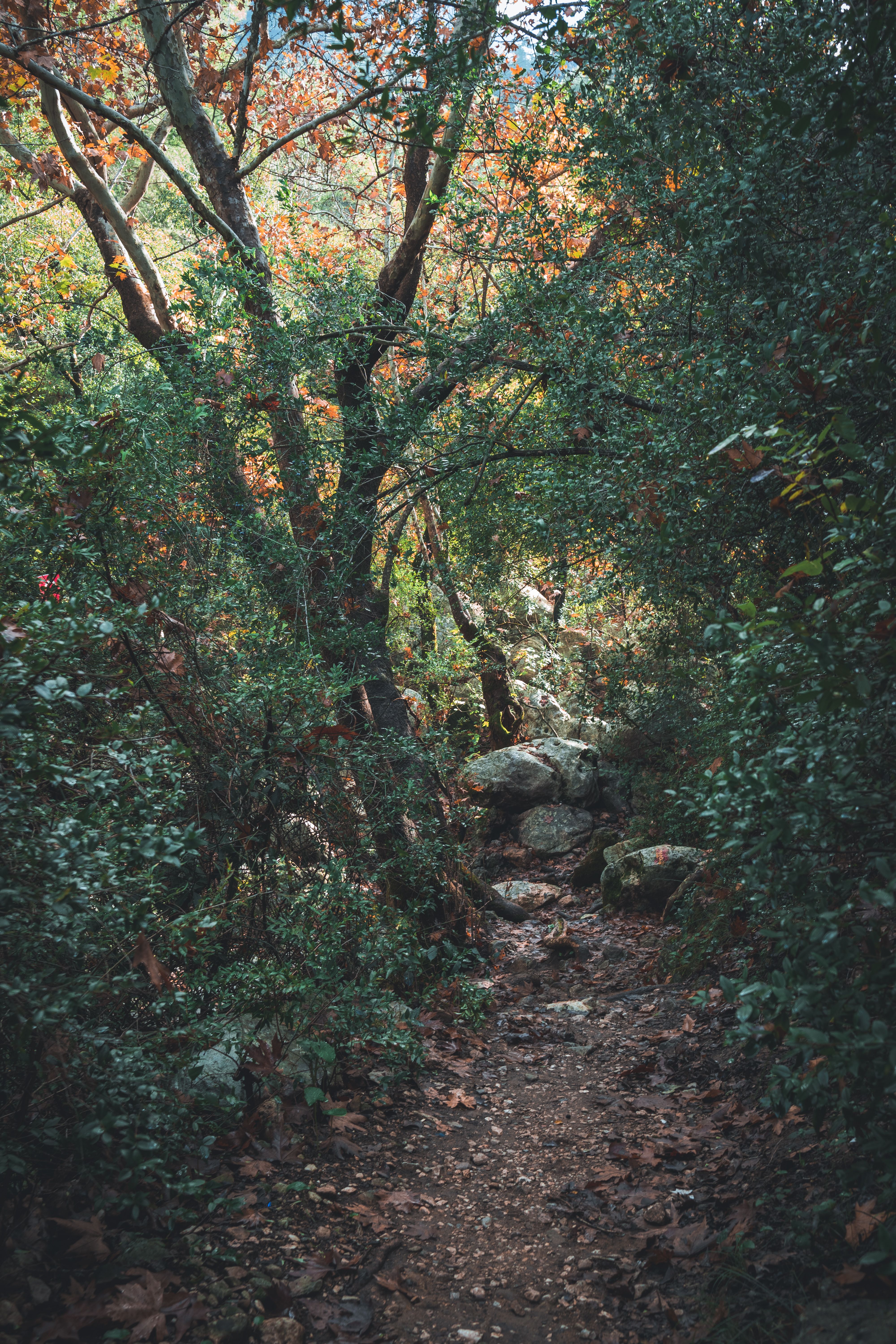 Rocks on a Pathway in the Forest · Free Stock Photo