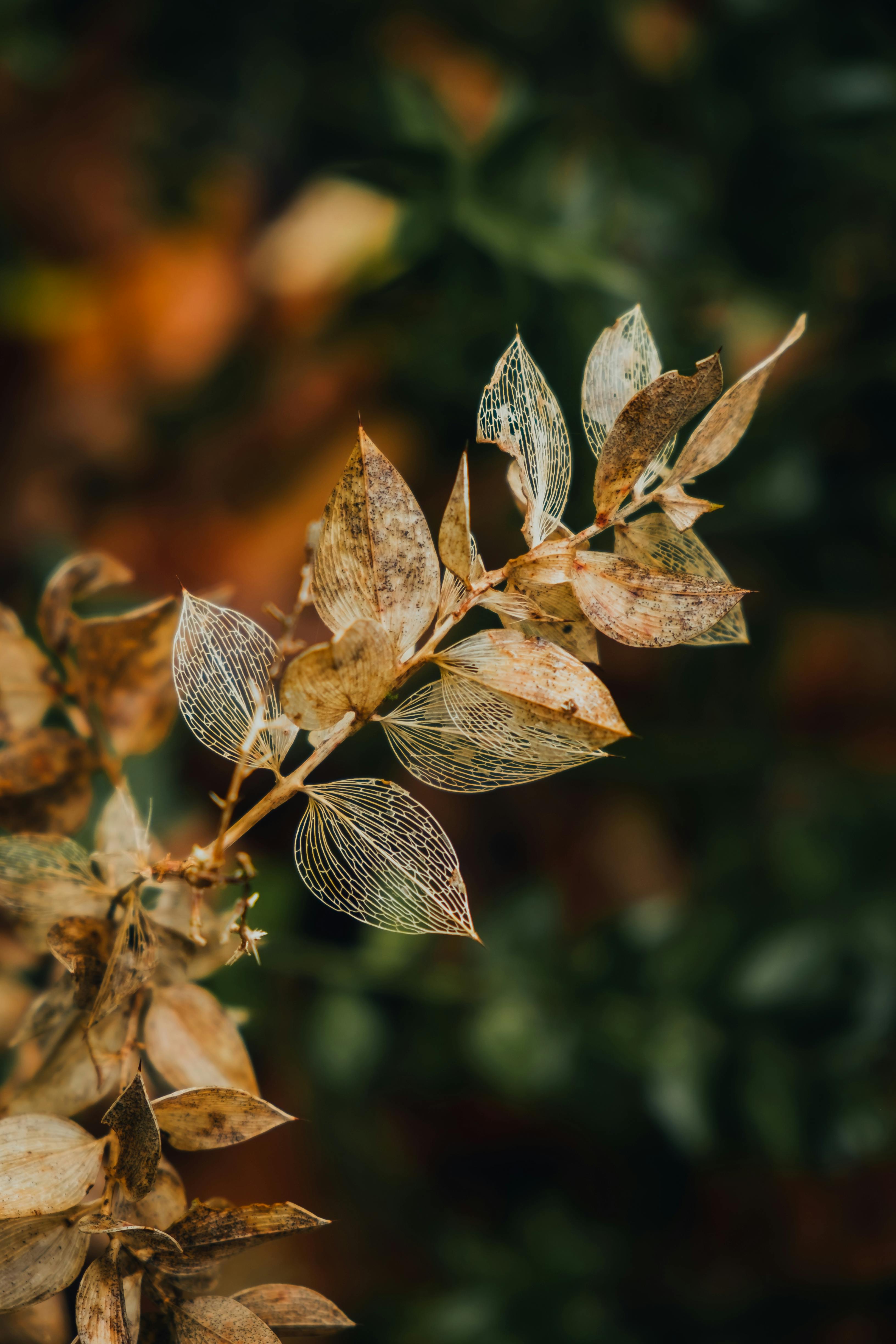 Close-Up Photo of Sedge Leaves · Free Stock Photo