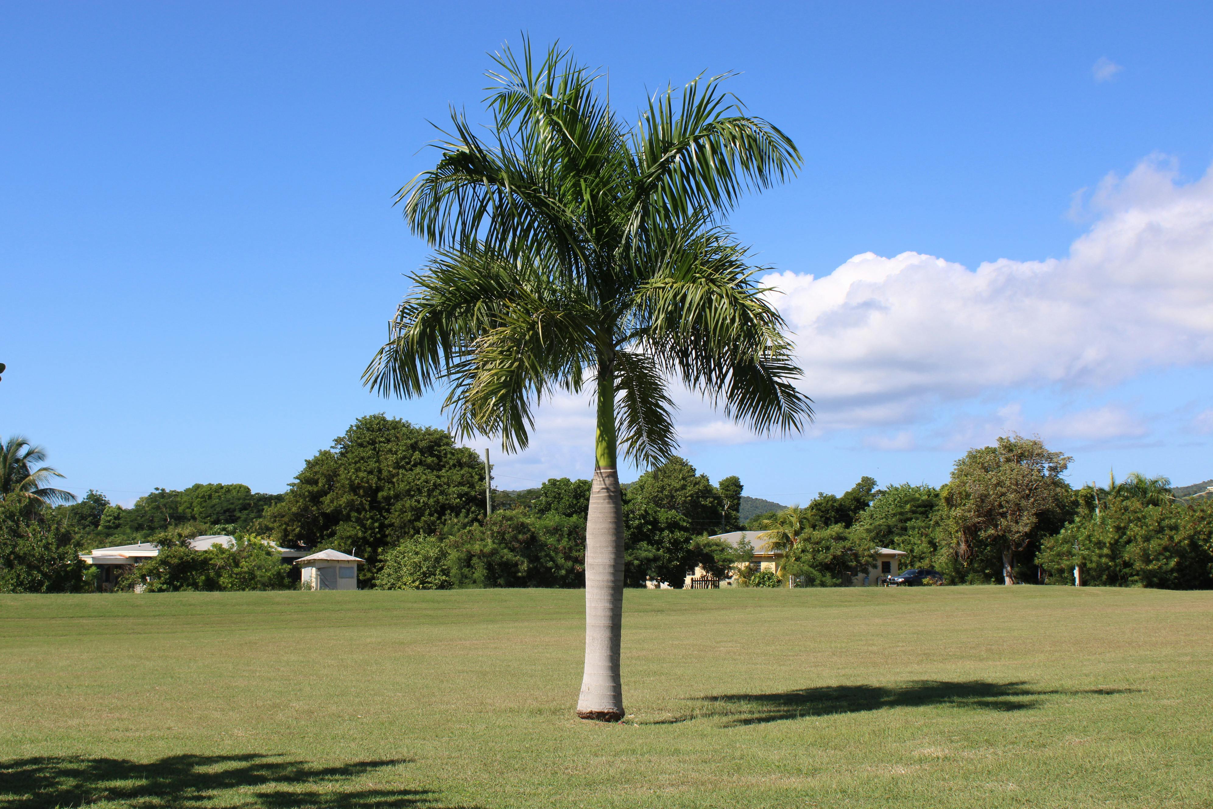 Photo of Palm Tree in the Middle of Grassfield · Free Stock Photo