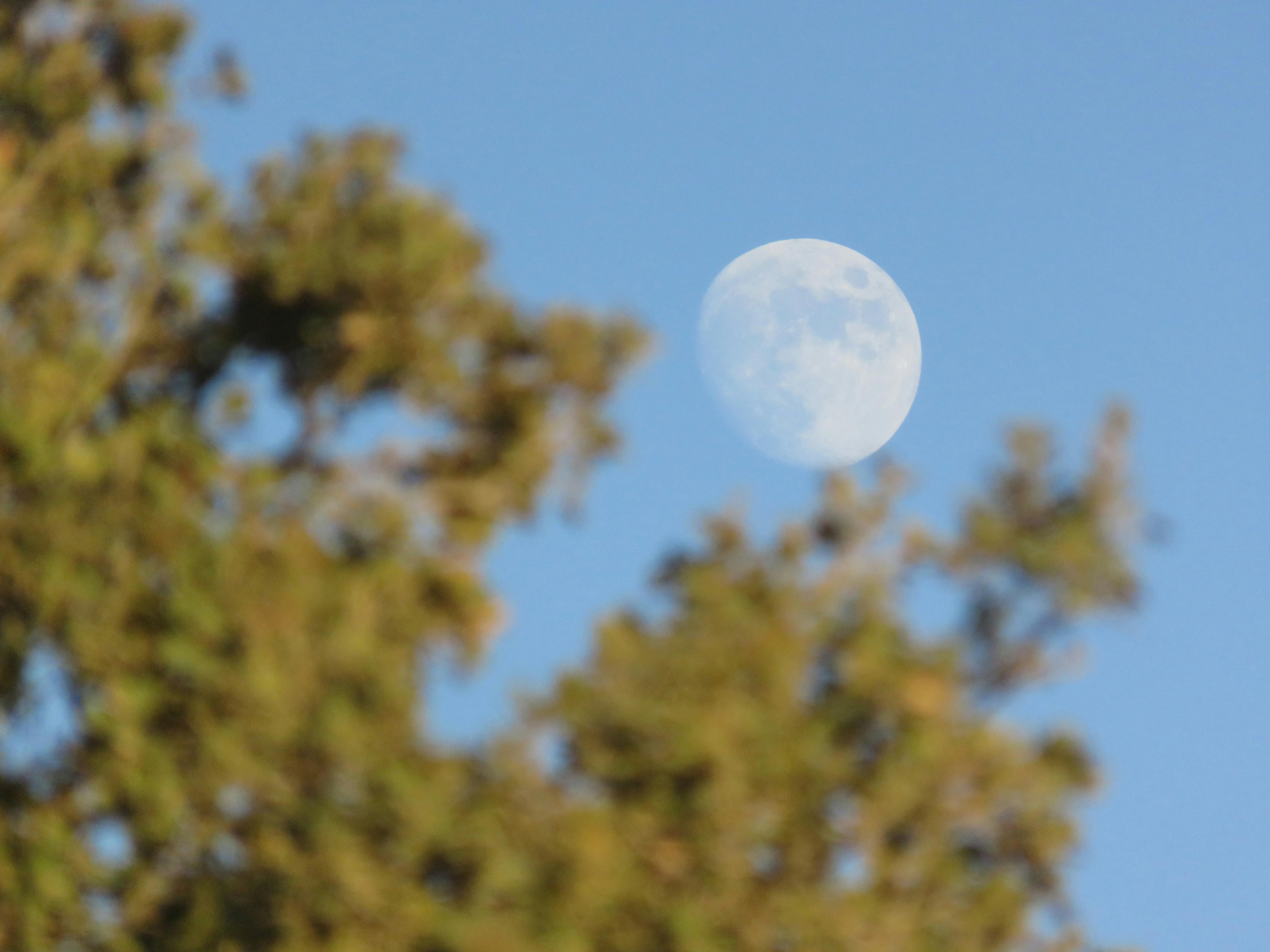 Moon seen during the Day · Free Stock Photo