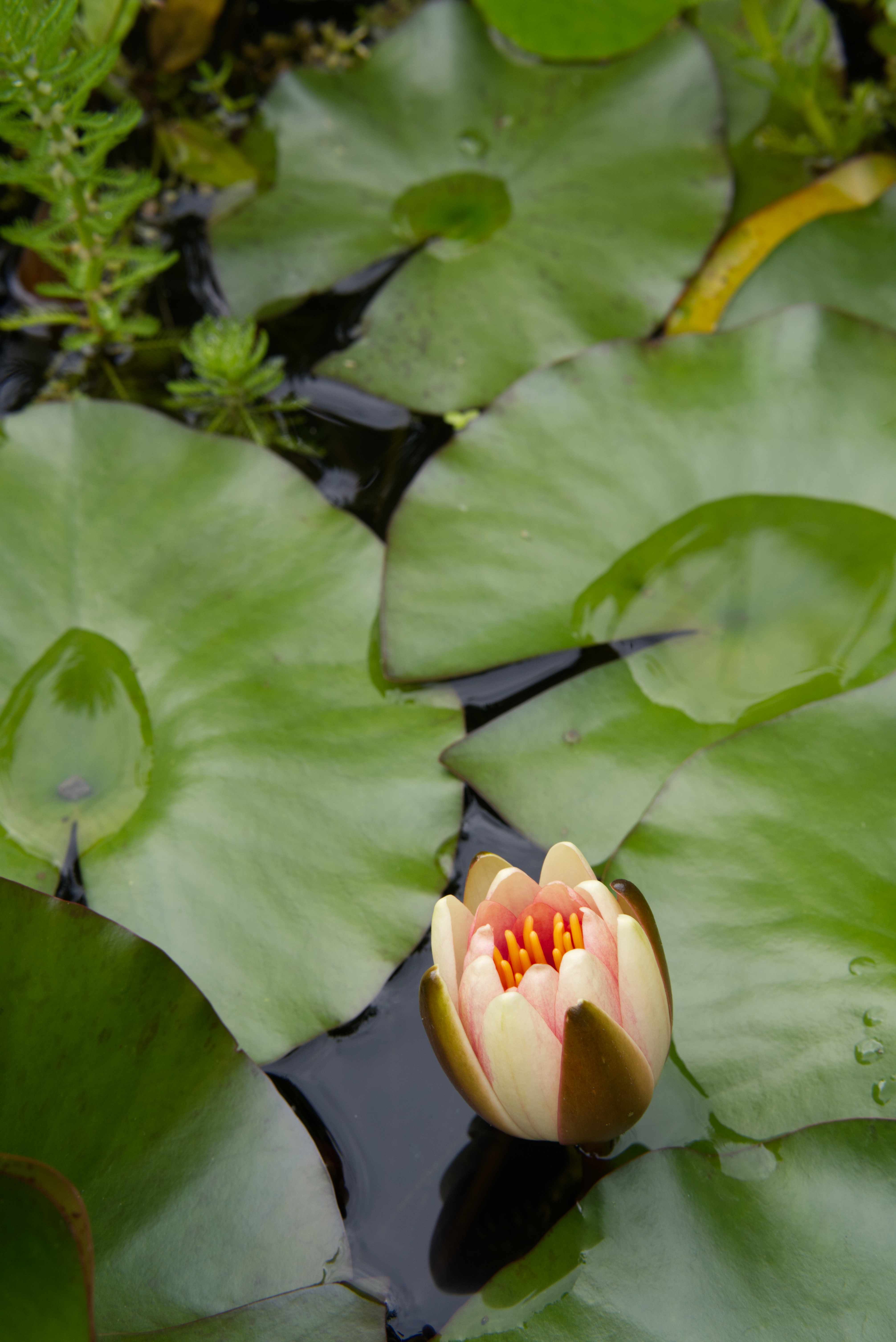 Flori De Lotus Photos, Download The BEST Free Flori De Lotus Stock ...