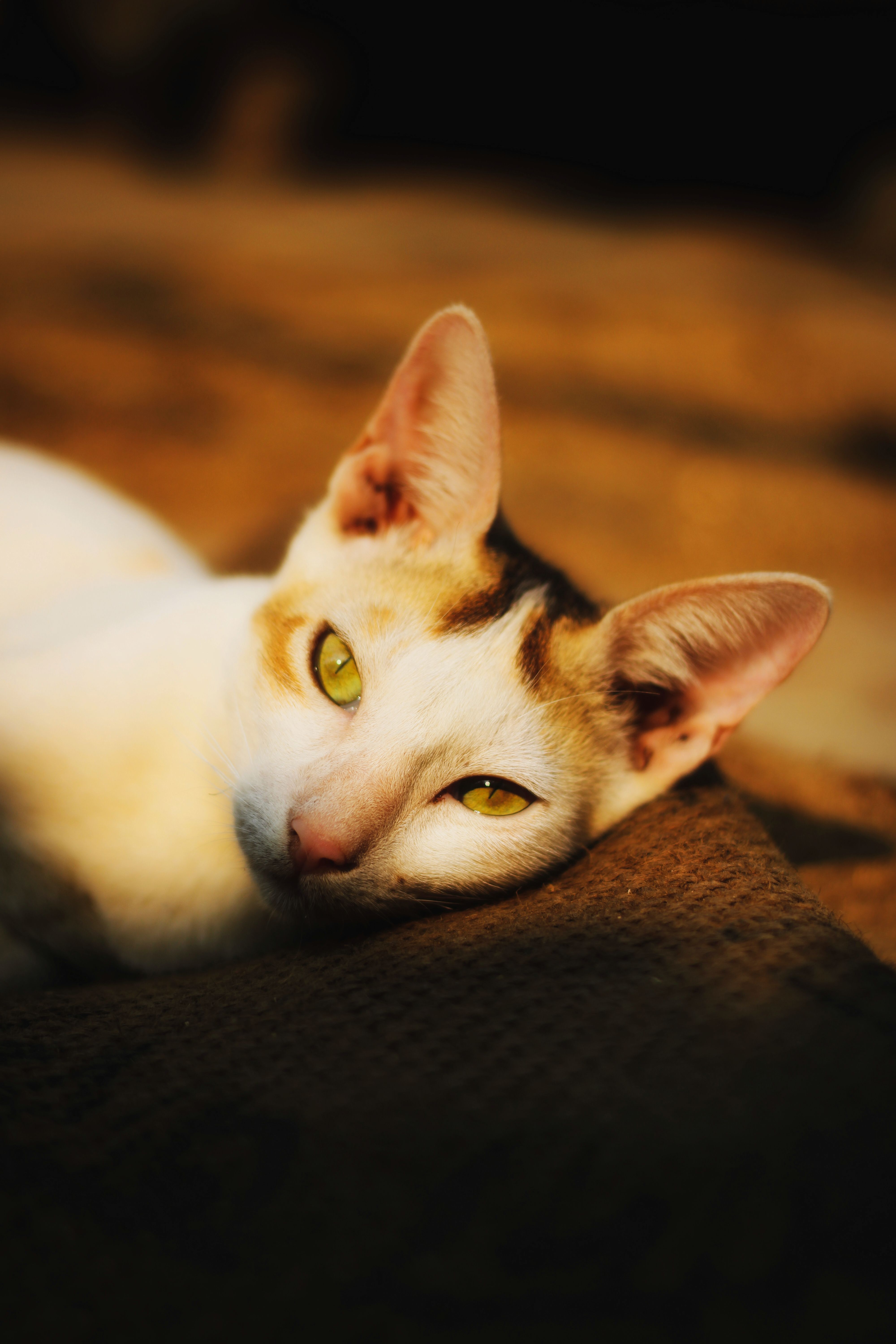 Cat Teams Photos, Download Free Cat Teams Stock Photos & HD Images