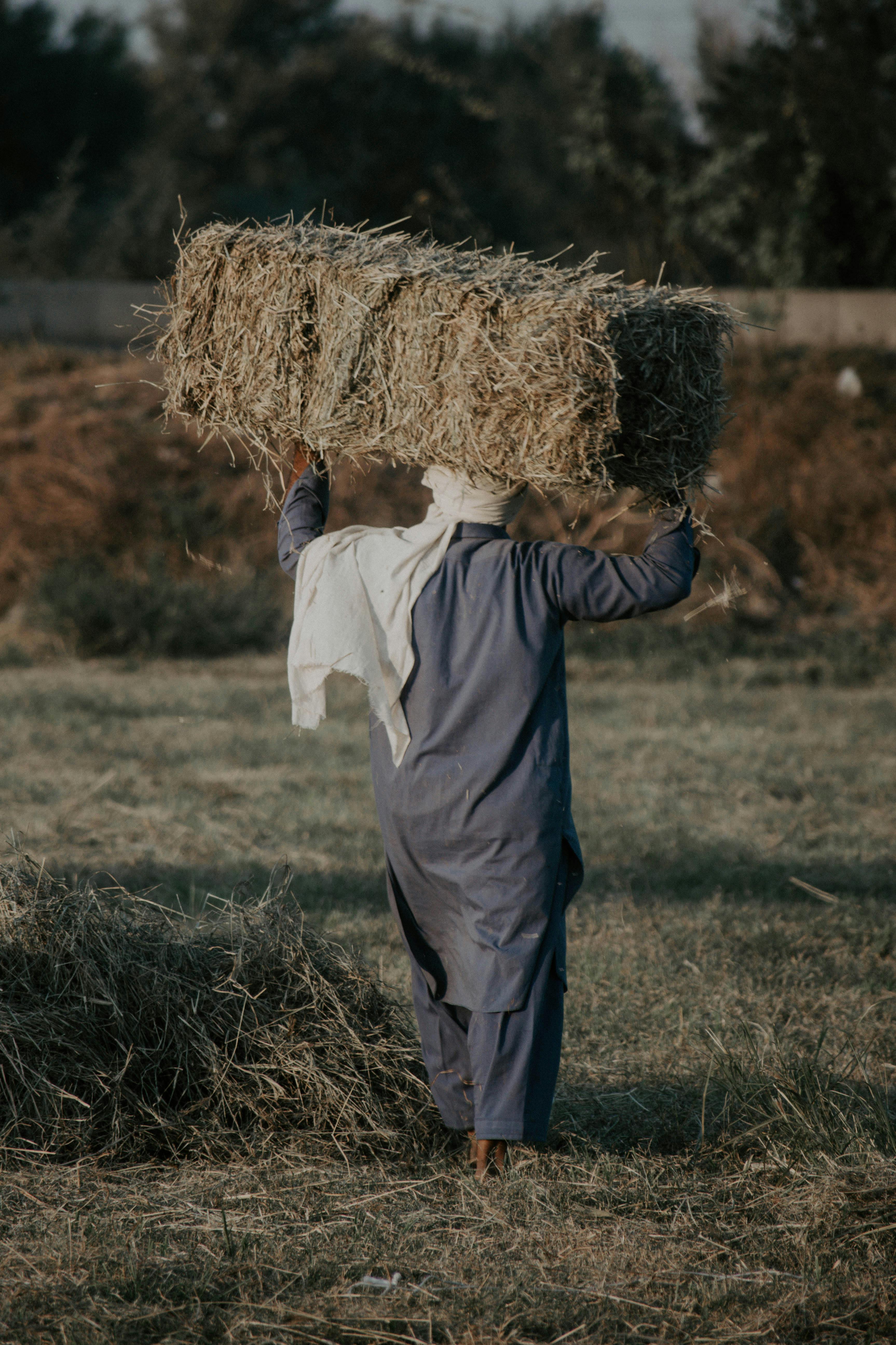 Man Carrying Sheaves of Hay · Free Stock Photo