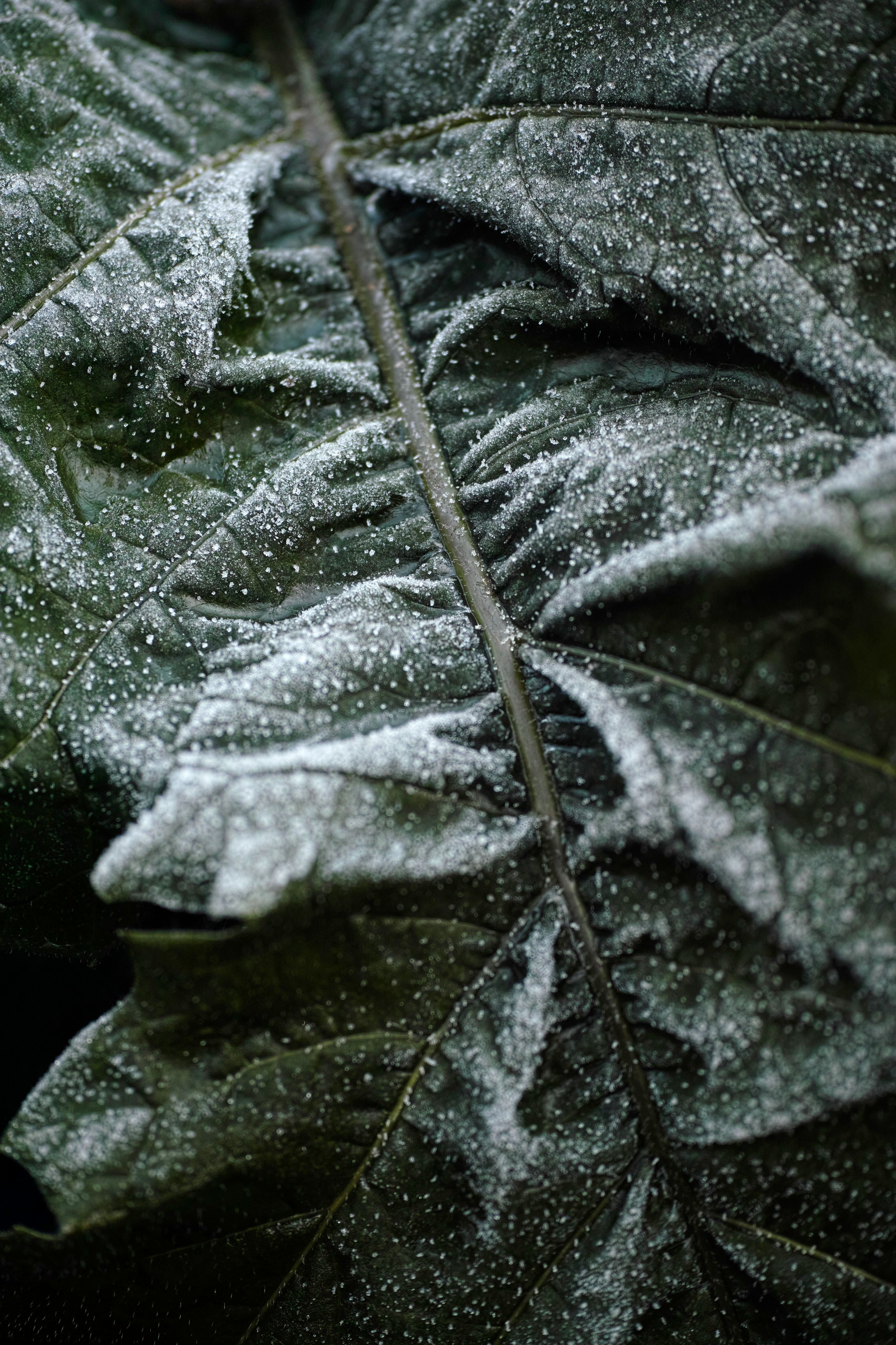 Closeup of a Frosted Leaf · Free Stock Photo