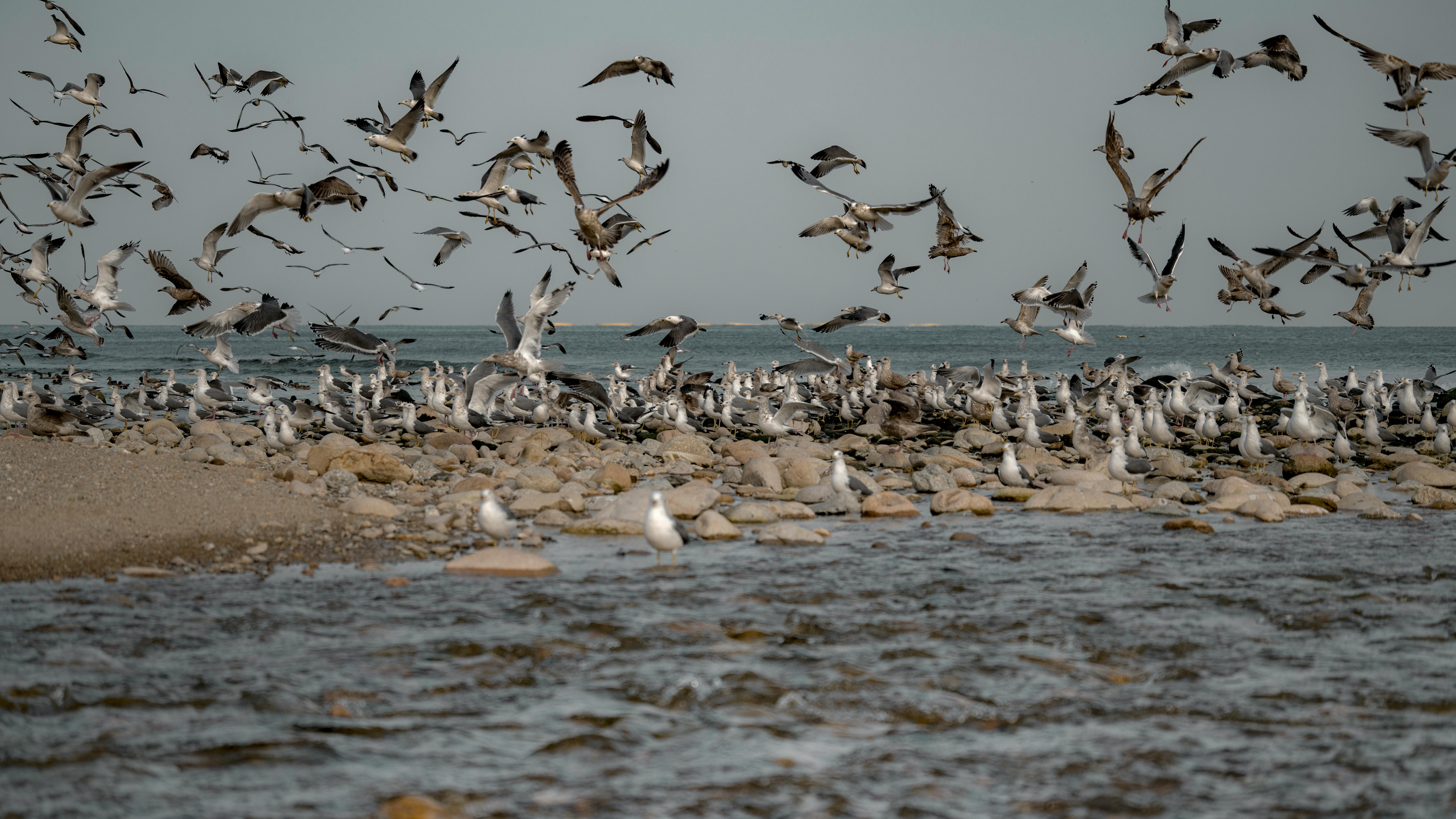 Flock of Birds Flying on a Rock Seashore · Free Stock Photo