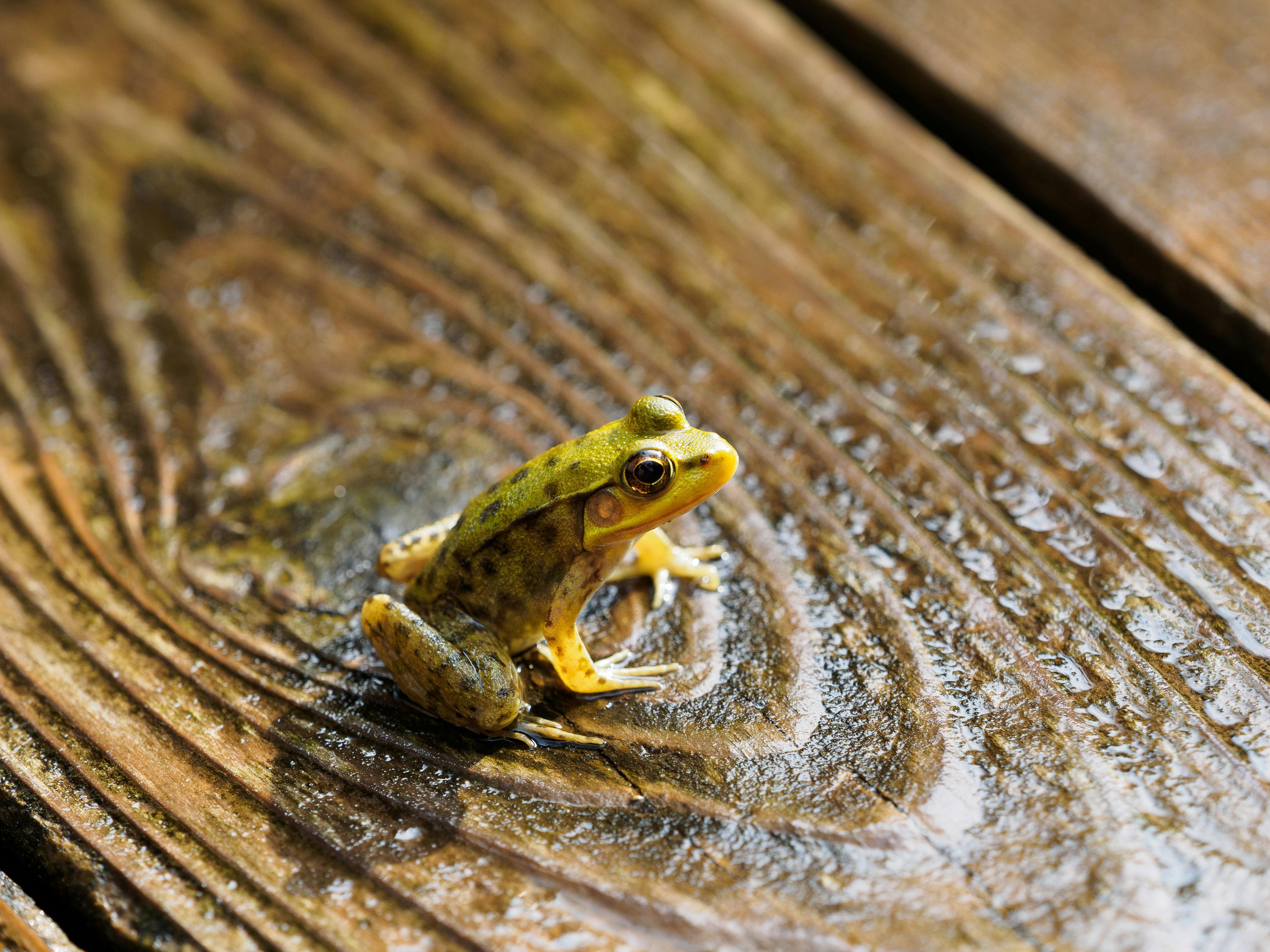 Photo of a Frog Sitting on a Wooden Board · Free Stock Photo