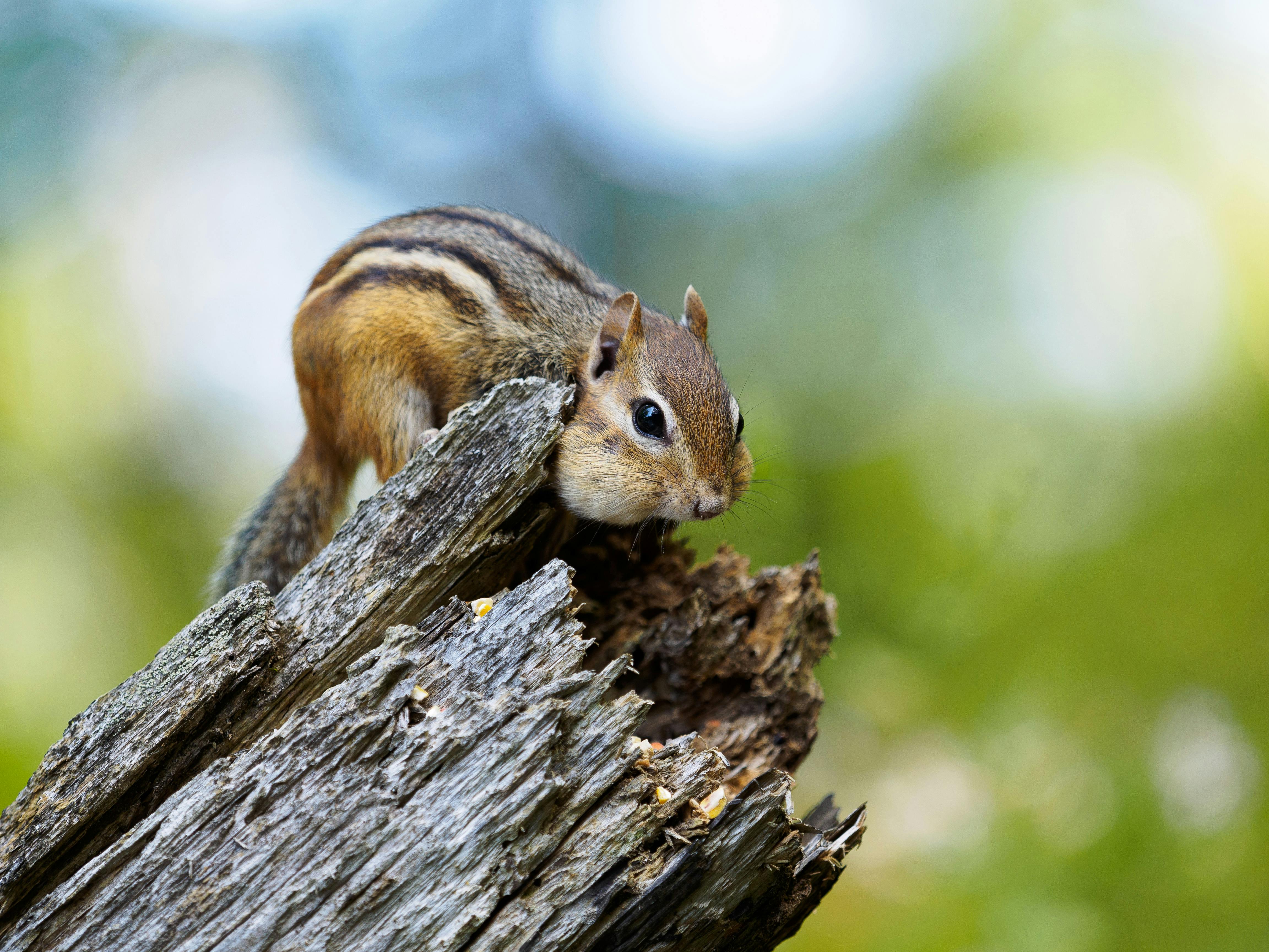 Siberian Chipmunk Sitting On A Tree Branch Photos, Download The BEST ...