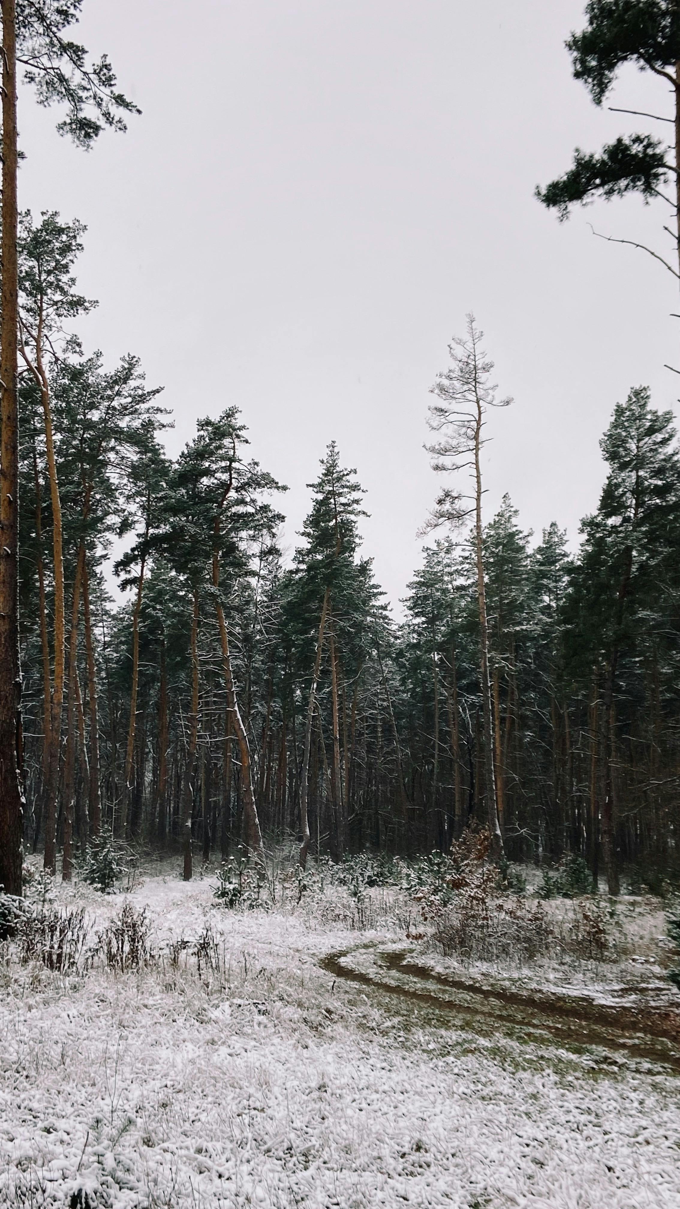 Barren Trees in Winter · Free Stock Photo