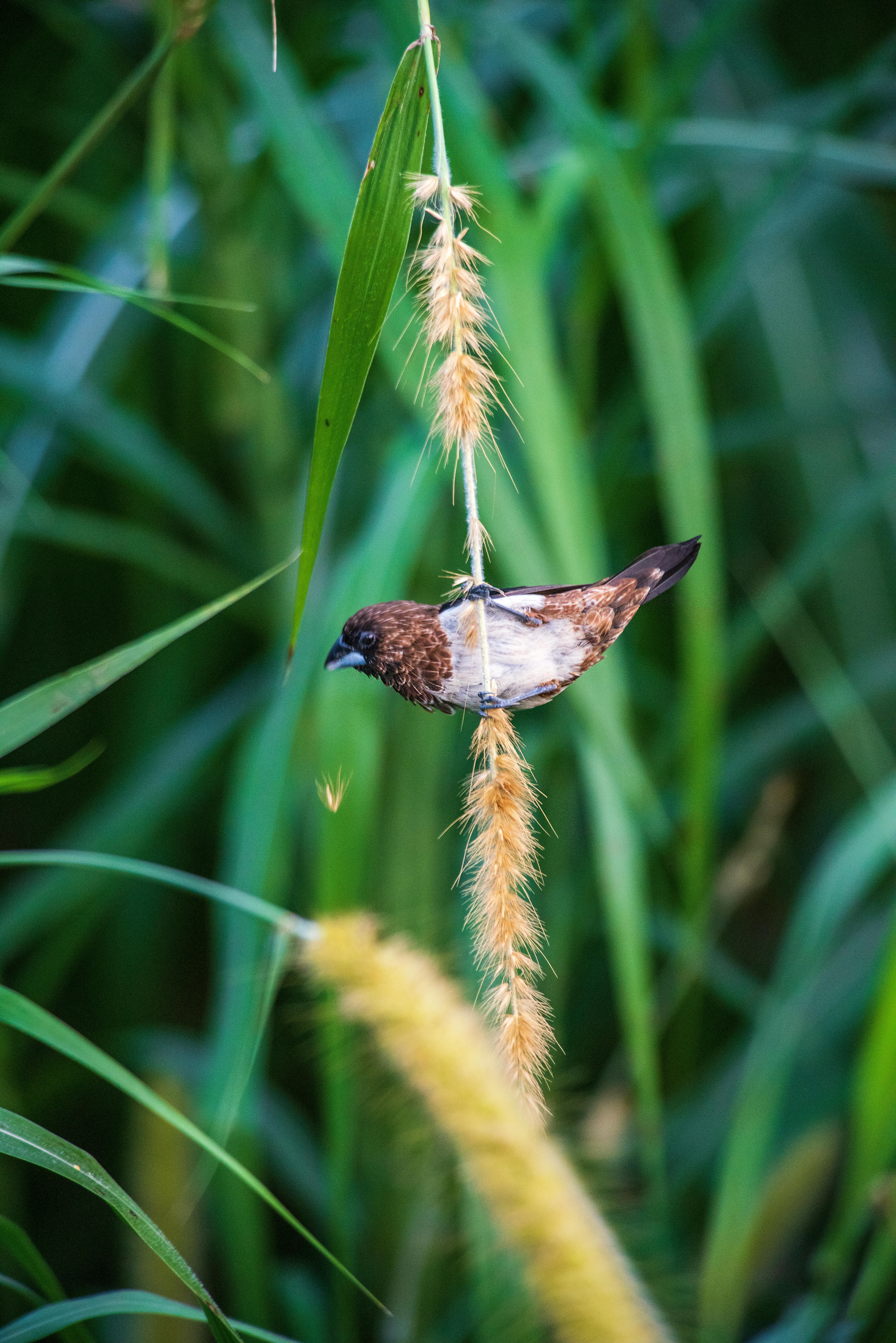 Close up of Bird on Leaves · Free Stock Photo