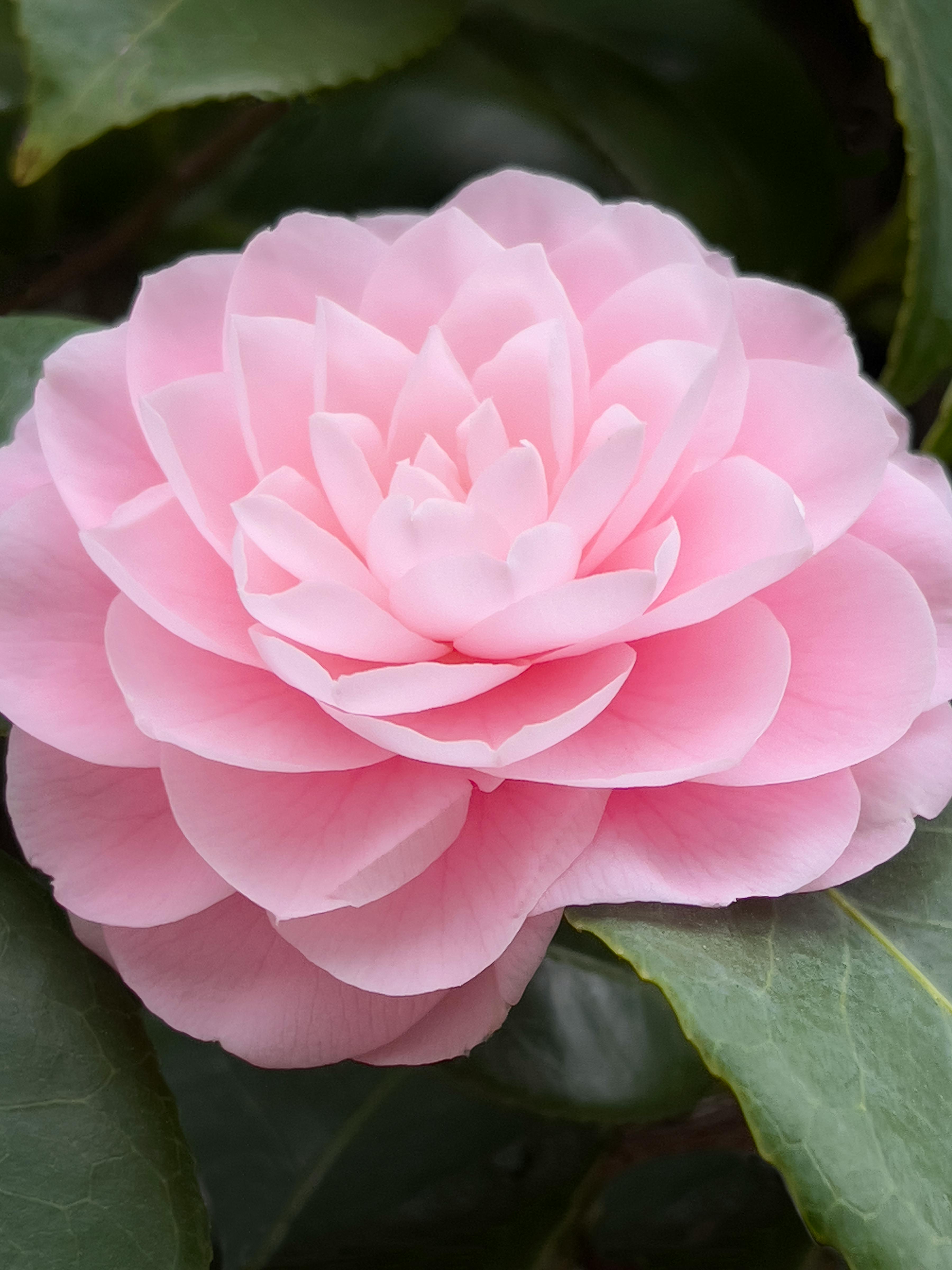 Close-Up Shot of a Camellia Flower · Free Stock Photo