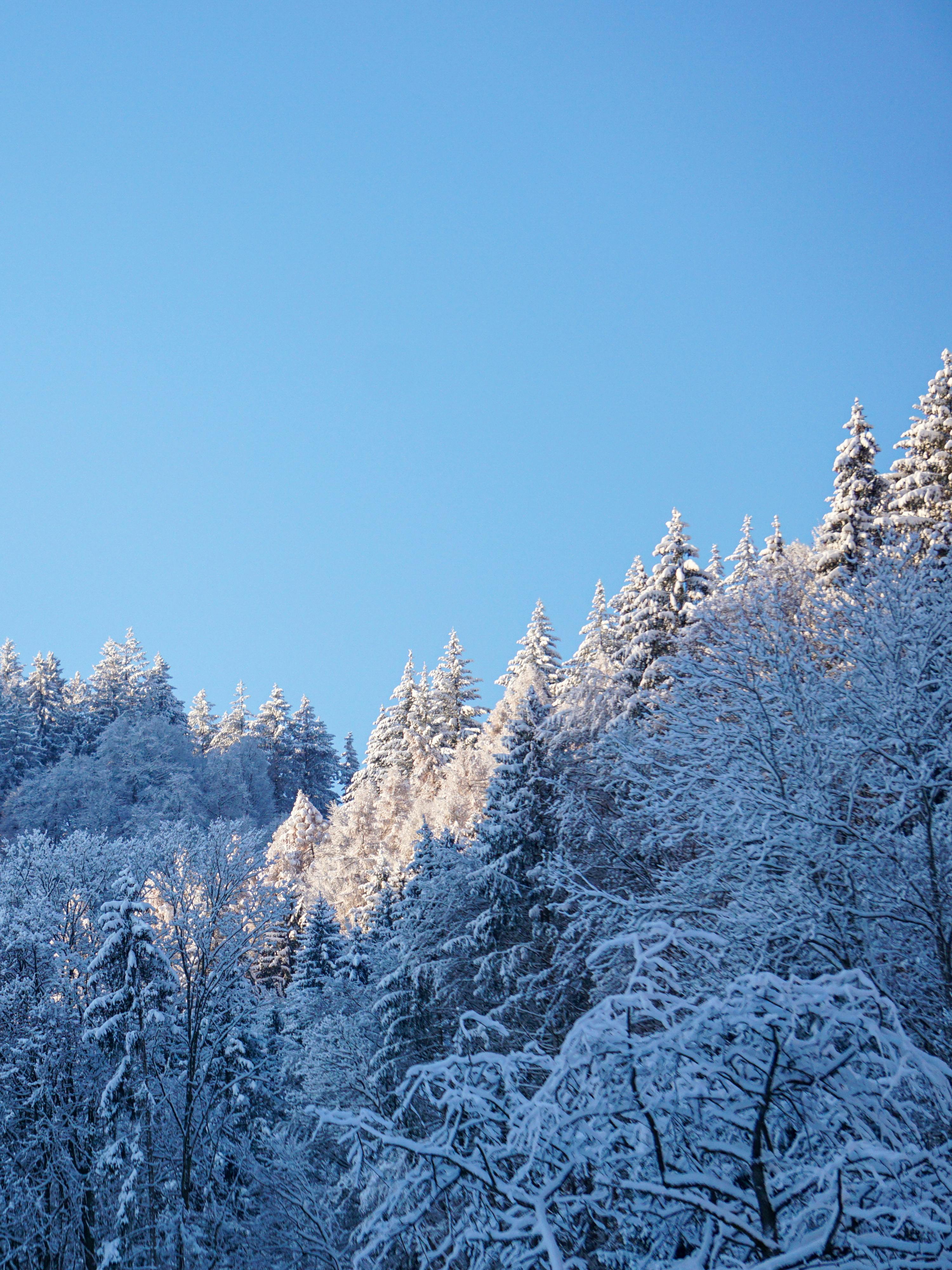 Snow Covered Trees Under Blue Sky · Free Stock Photo