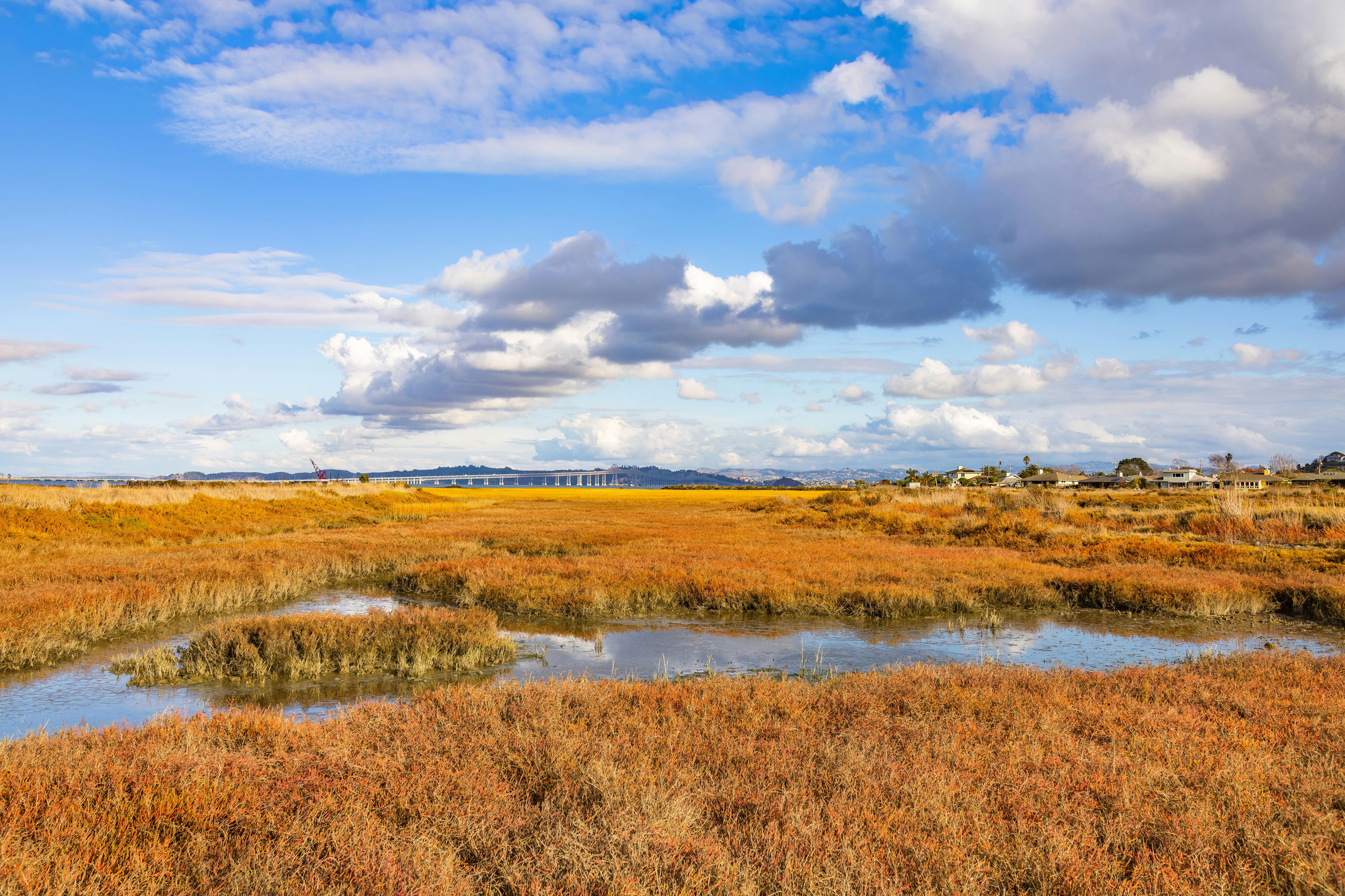 Plains Swamp Photos, Download The BEST Free Plains Swamp Stock Photos ...
