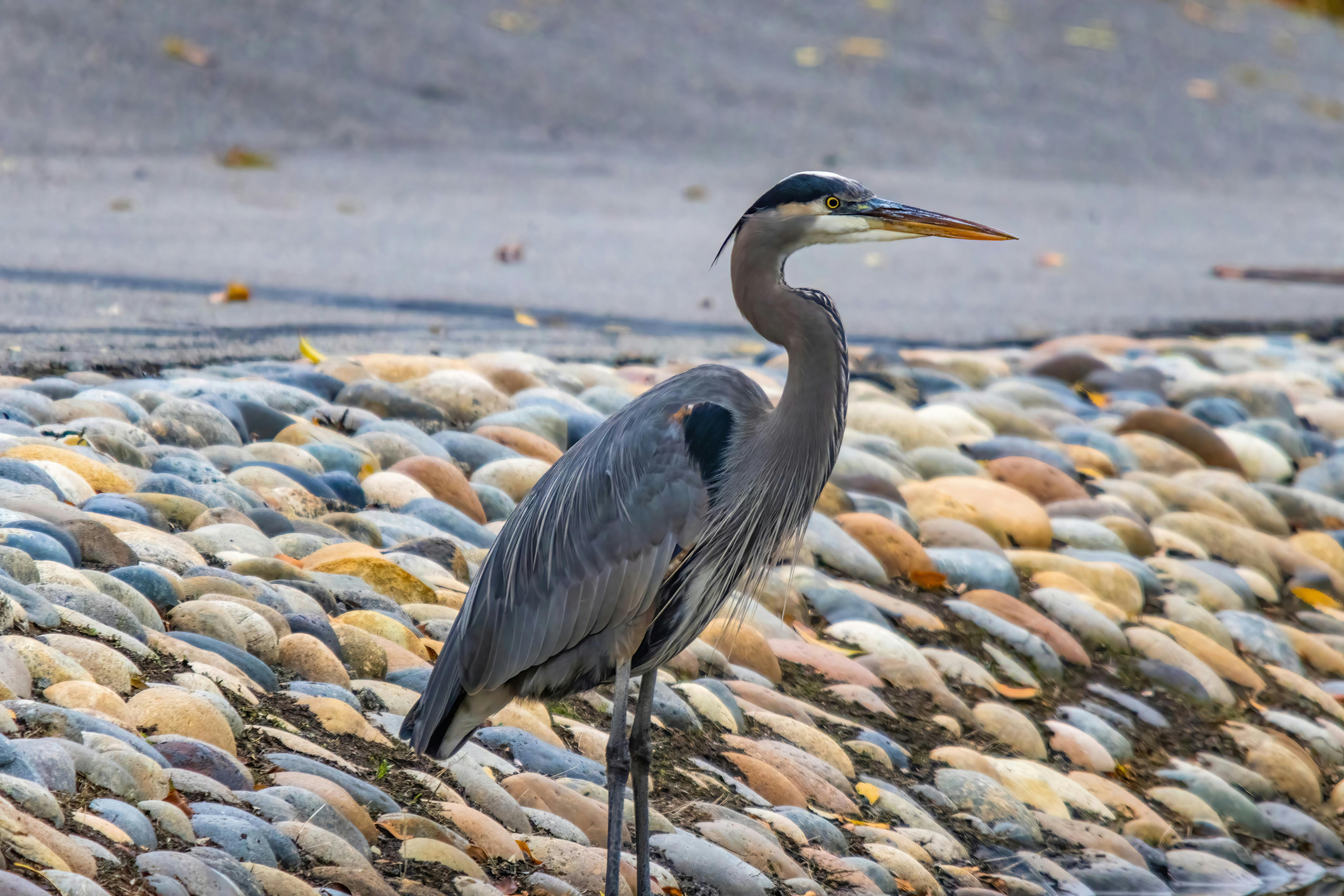 Close-Up Shot of a Great Blue Heron · Free Stock Photo