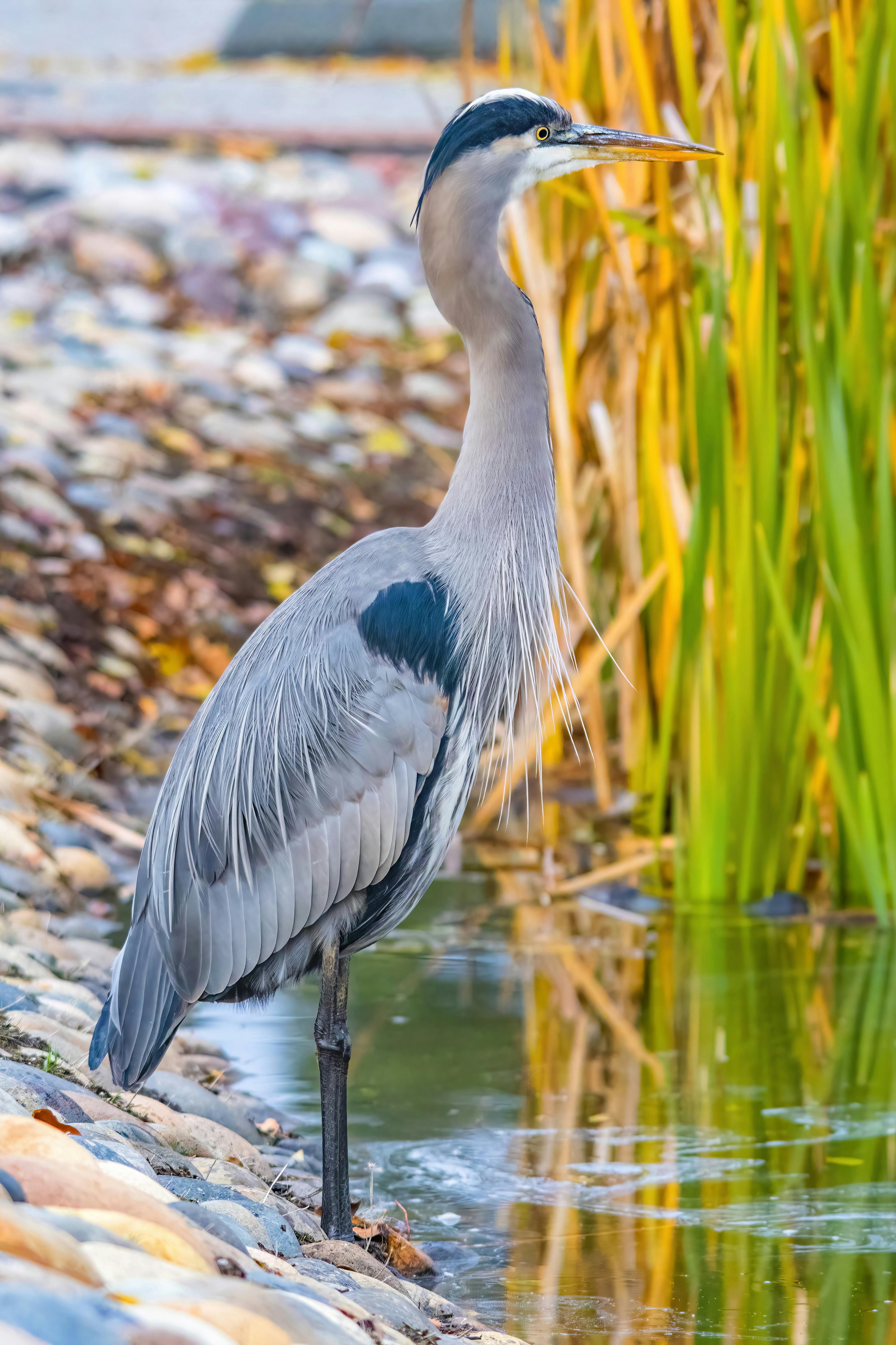 Close up of a Great Blue Heron · Free Stock Photo