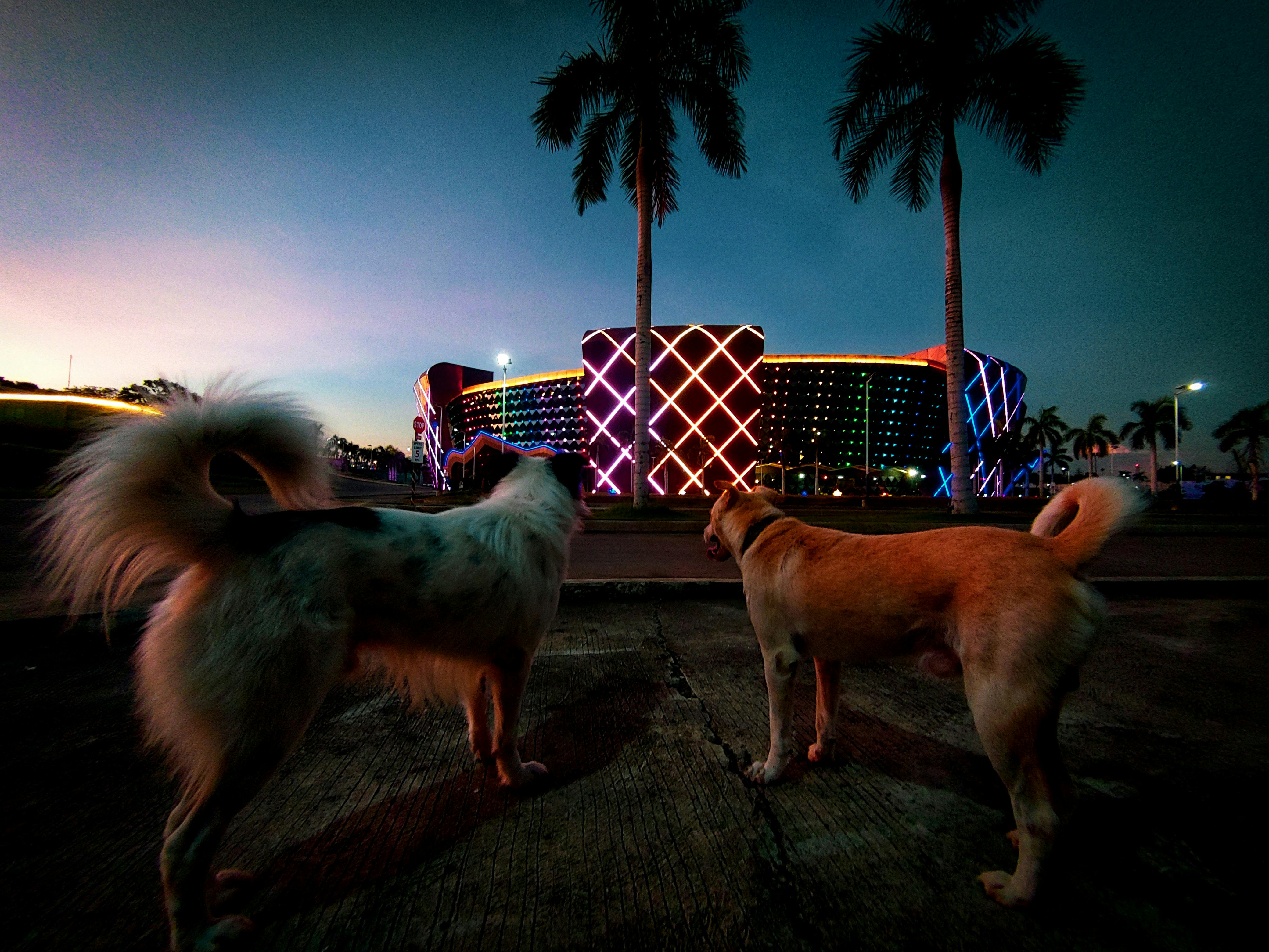 Rey Rey - Photography