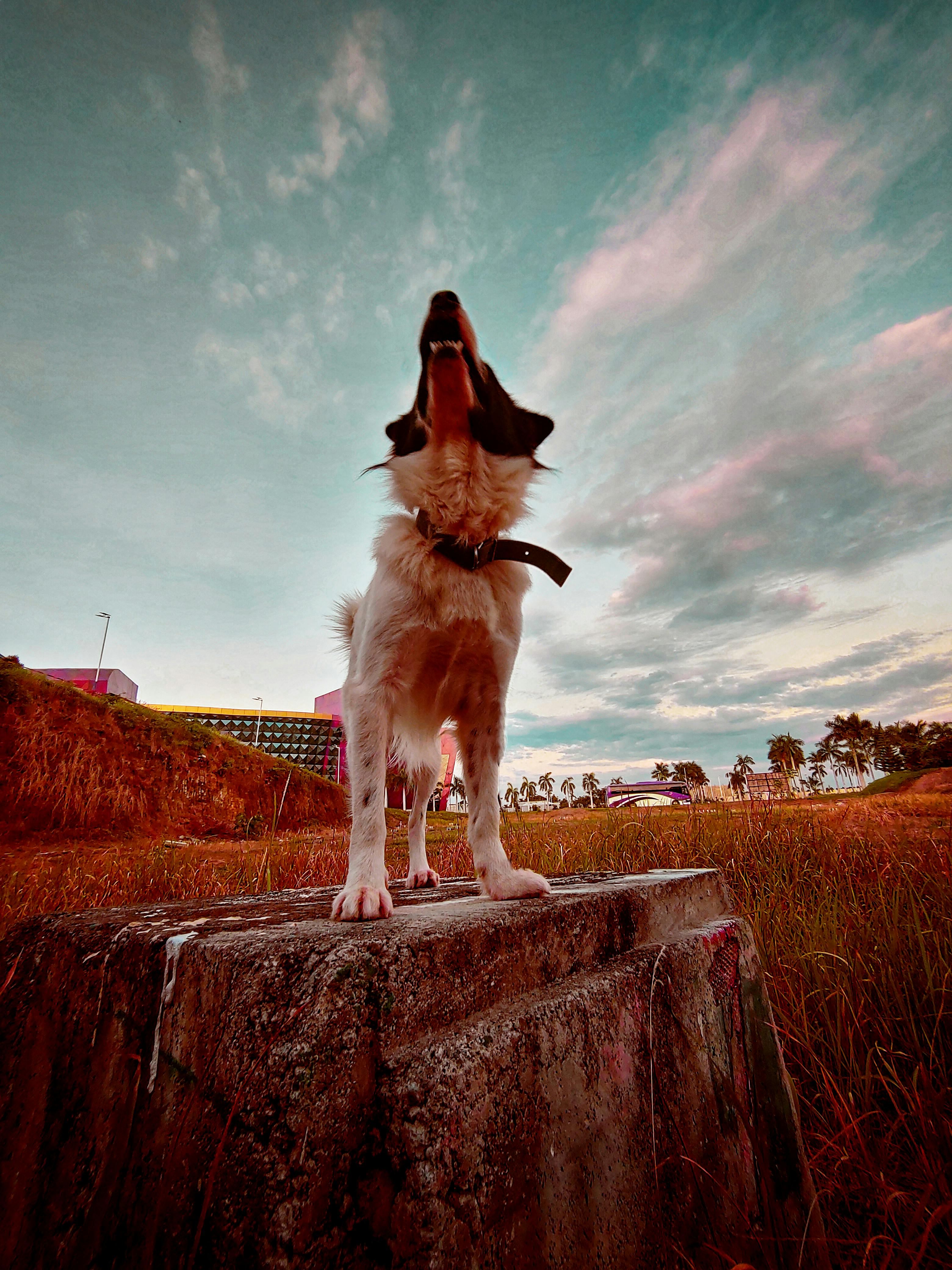 Rey Rey - Photography