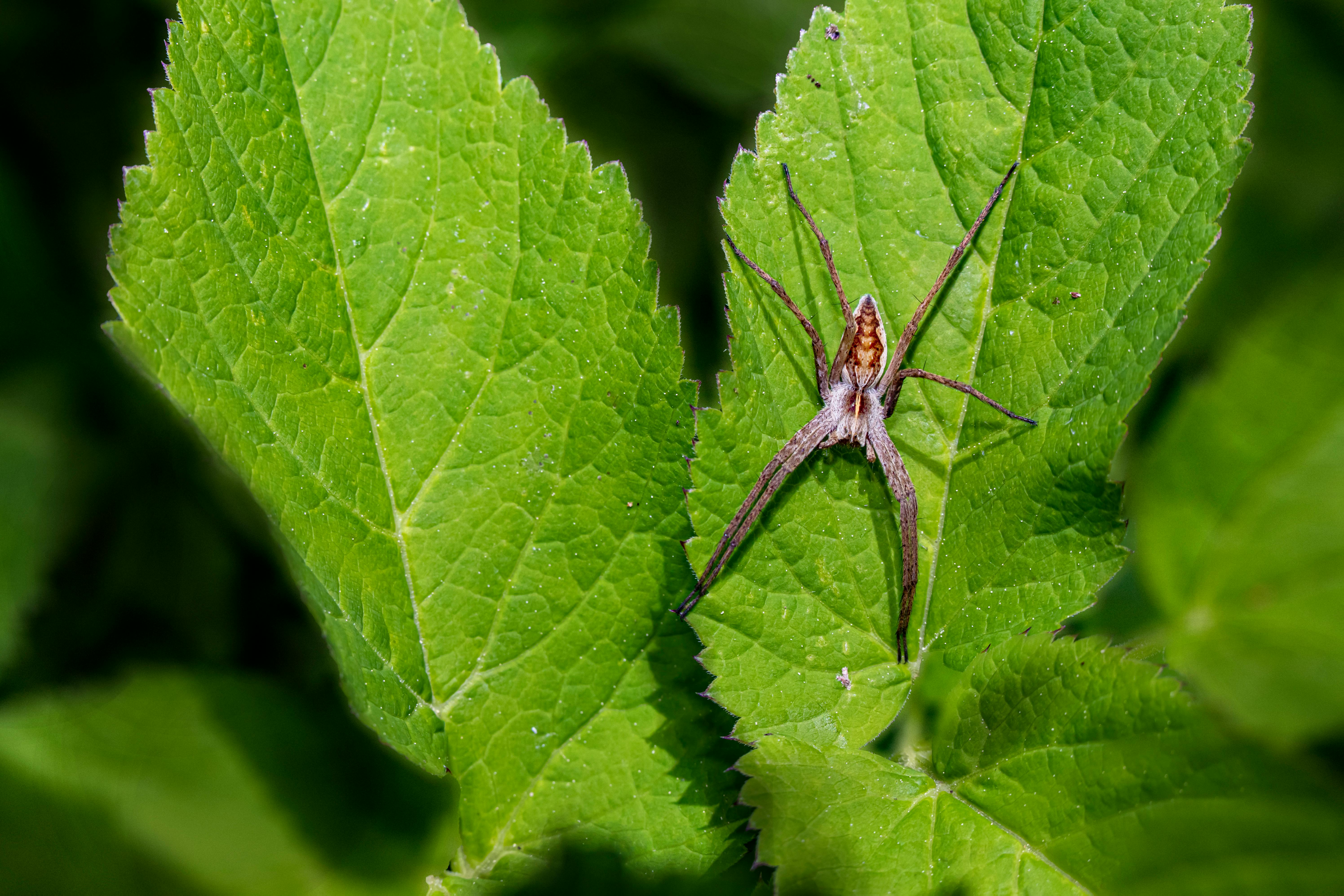 Close-up of a Spider Sitting on a Bright Green Leaf · Free Stock Photo