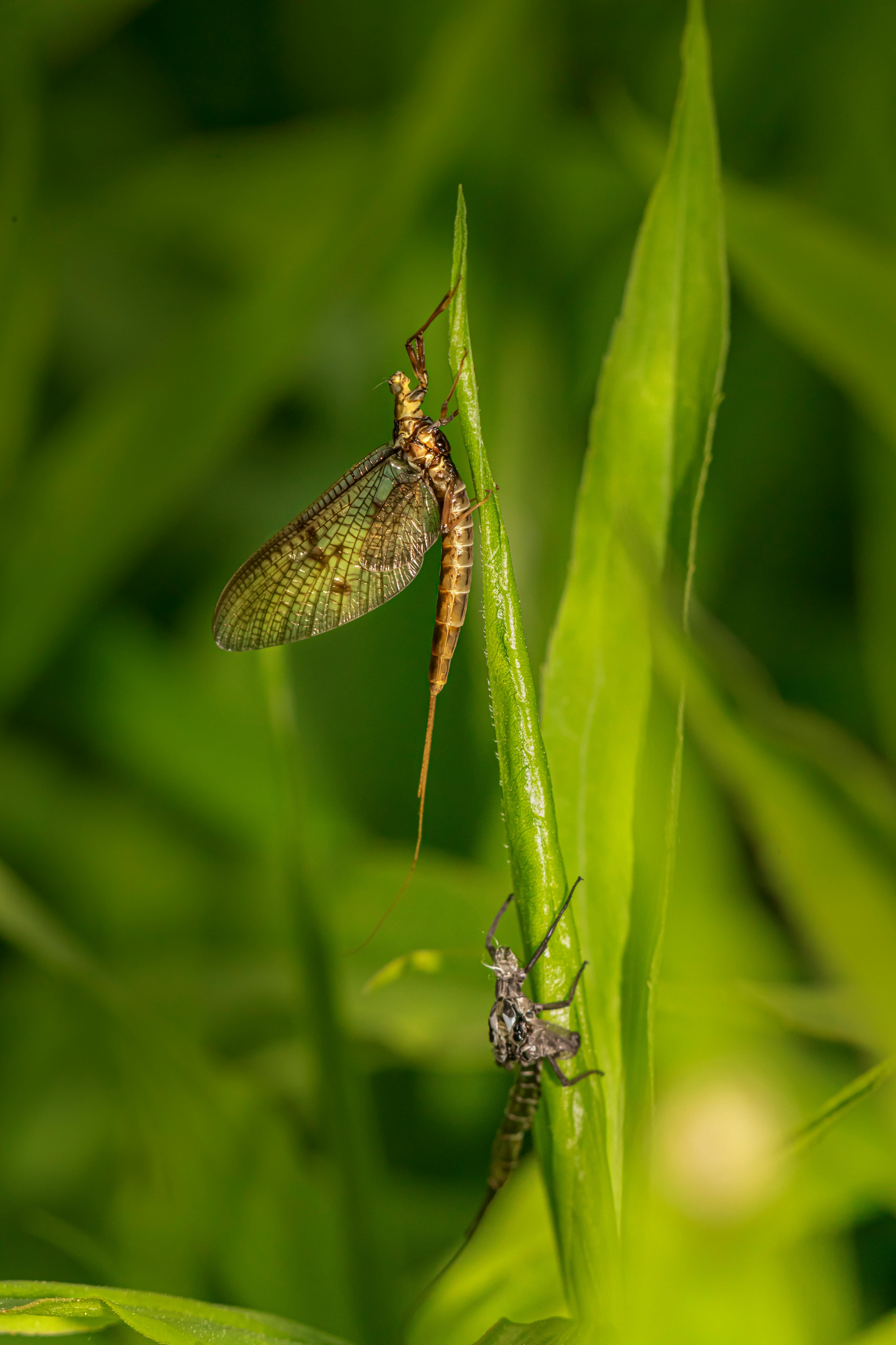 Close Up Shot of a Mayfly · Free Stock Photo