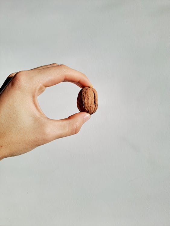 A Person Holding a Walnut · Free Stock Photo A Person Holding a Walnut · Free Stock Photo