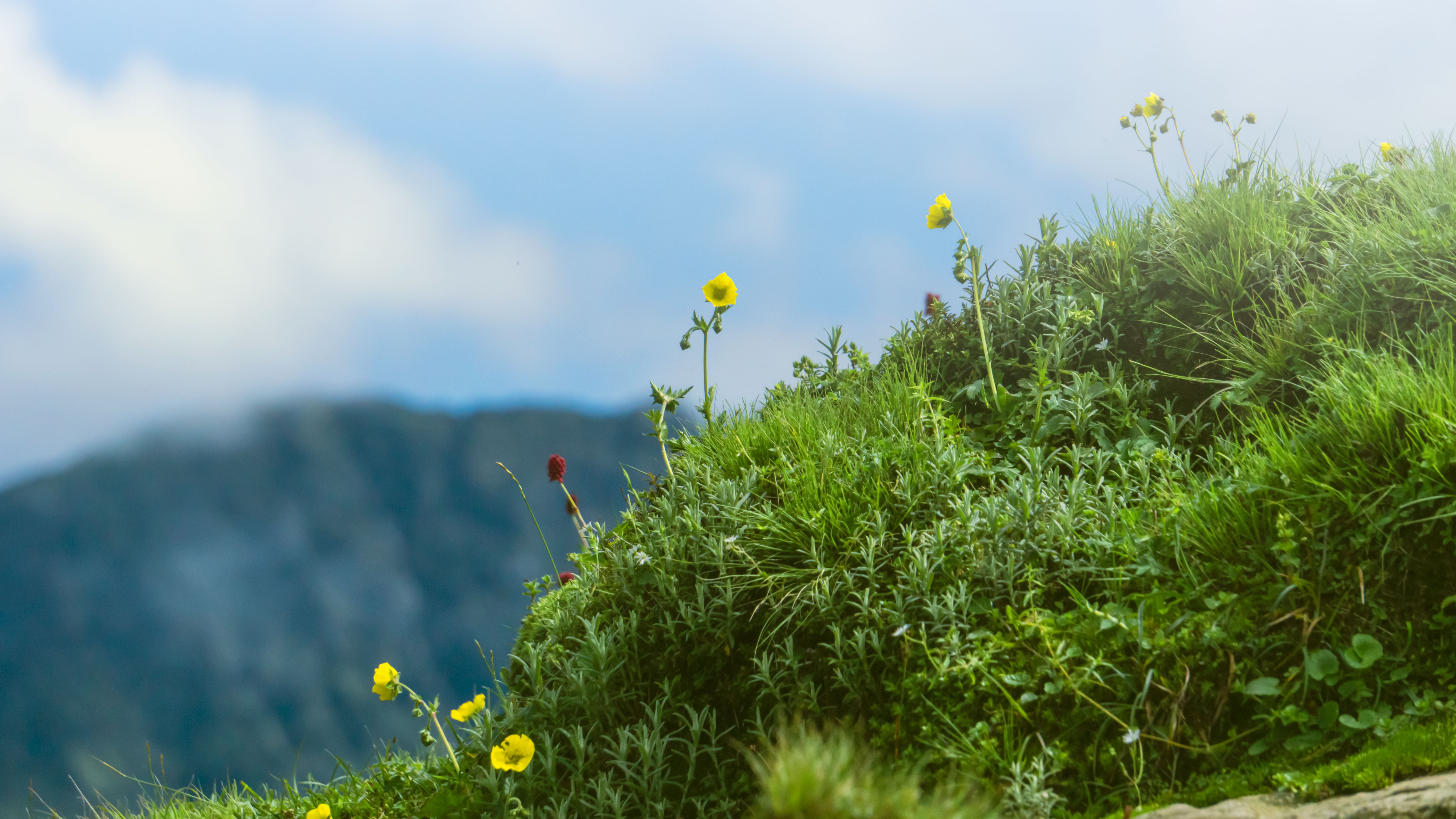 Aven Photos, Download The BEST Free Aven Stock Photos & HD Images