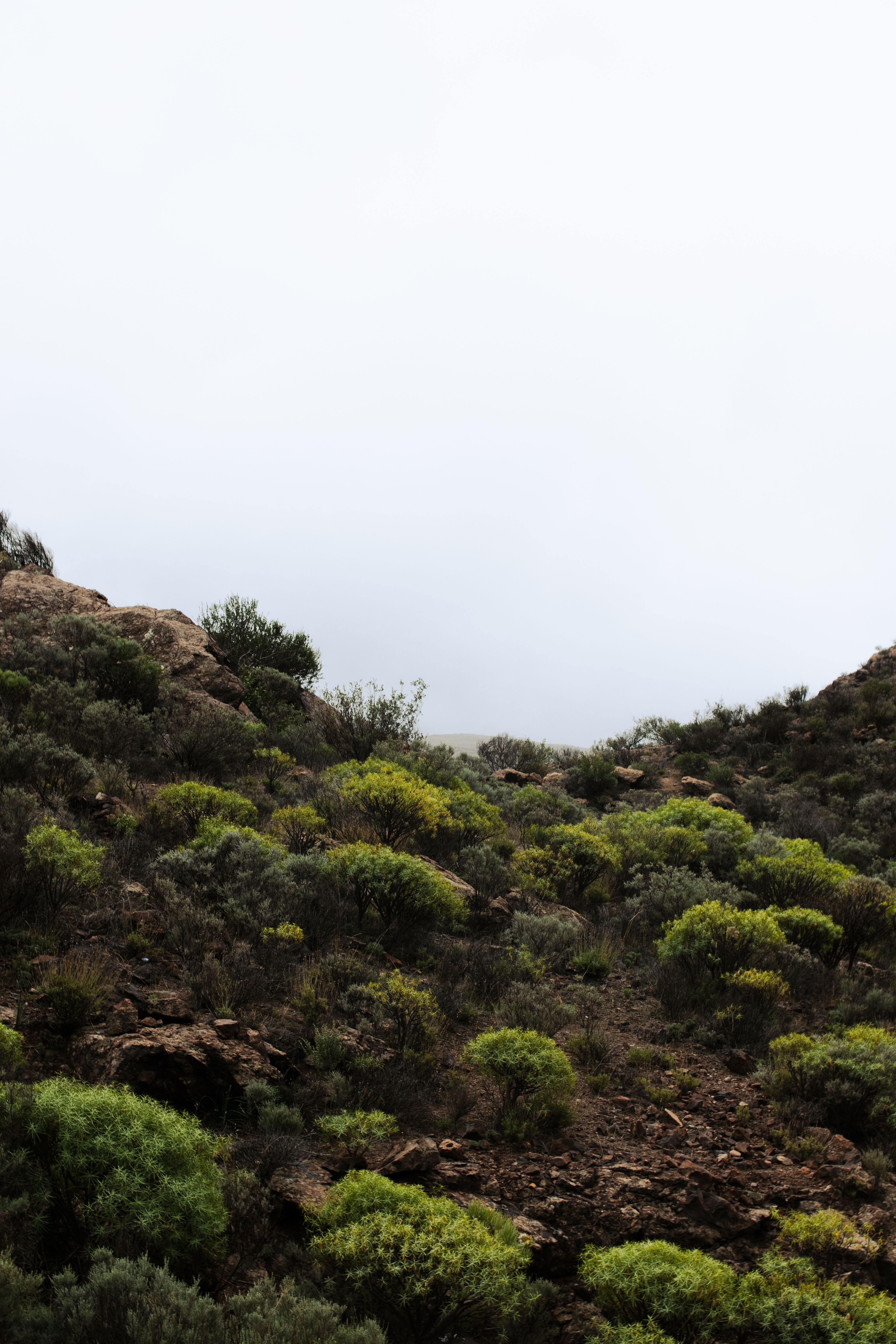Plants on a Hill · Free Stock Photo