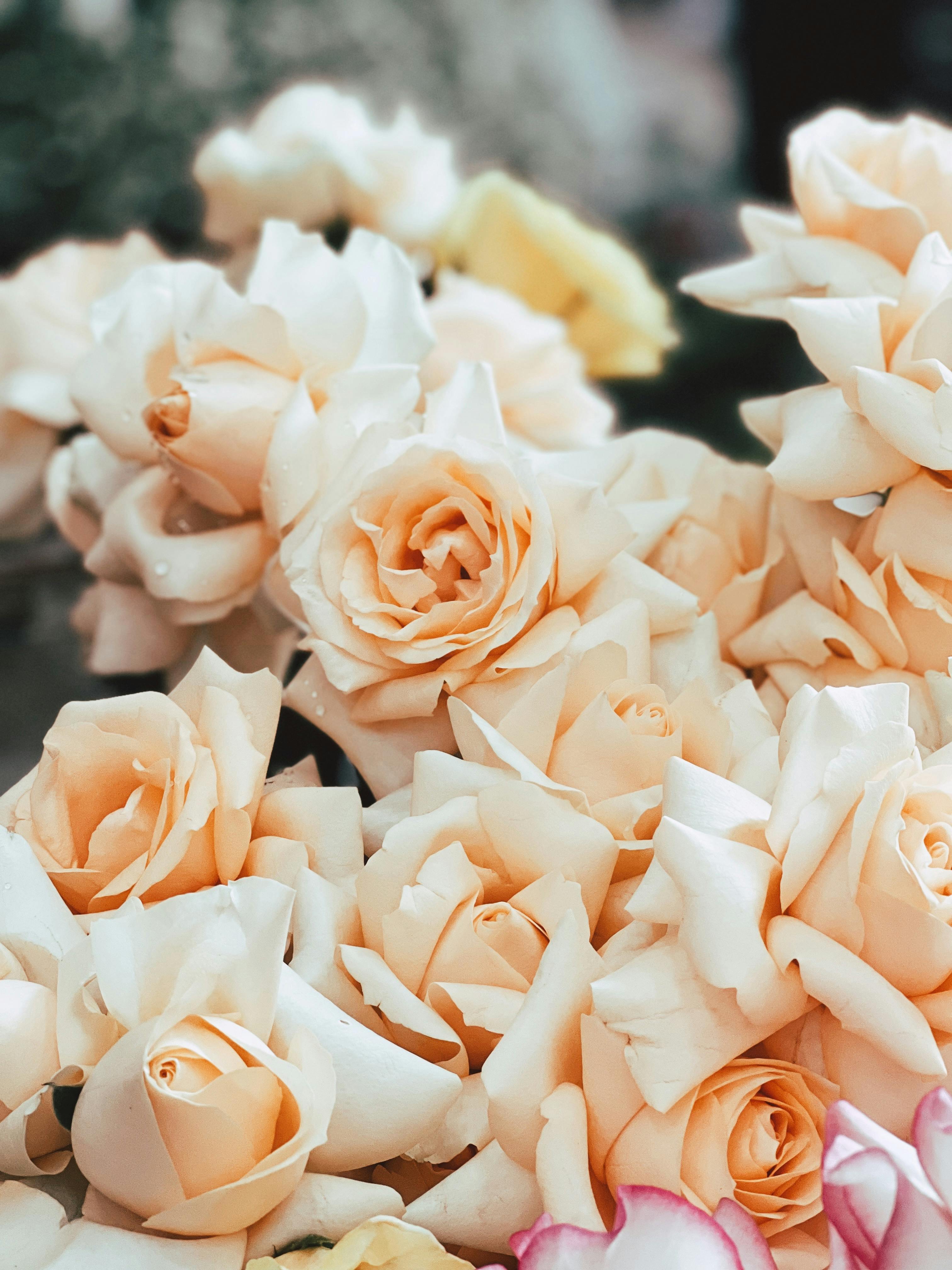 Wallpaper Peach Rose Peach Roses Fabric, Wallpaper And Home Decor