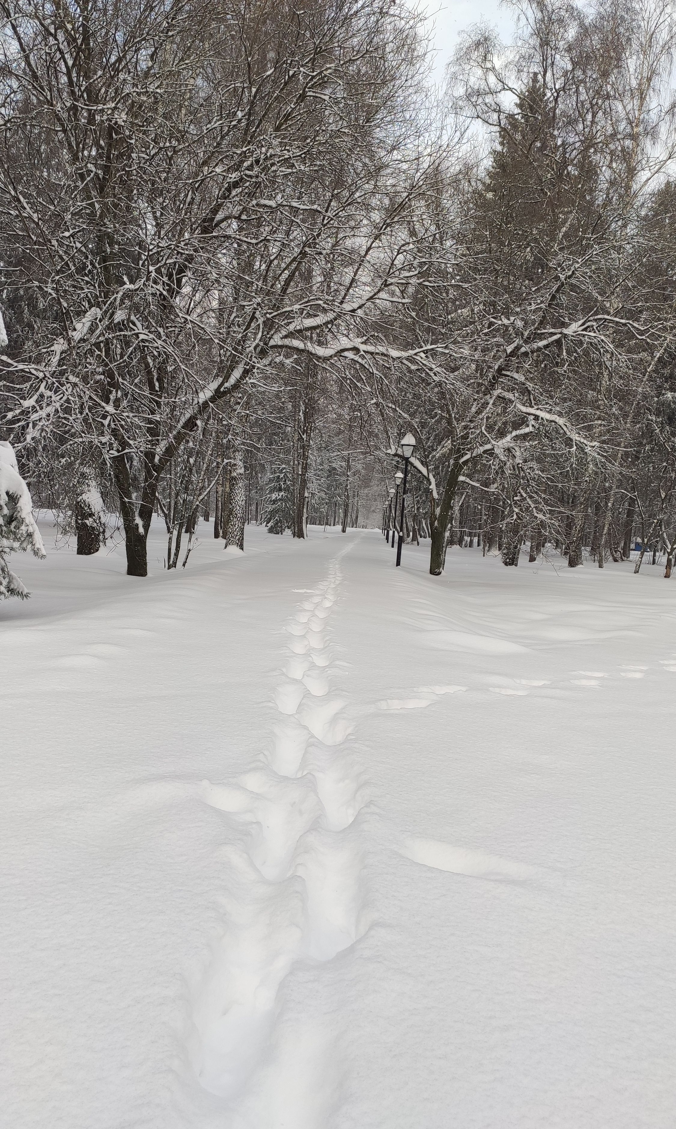 Soft Trees Photos, Download The BEST Free Soft Trees Stock Photos & HD ...