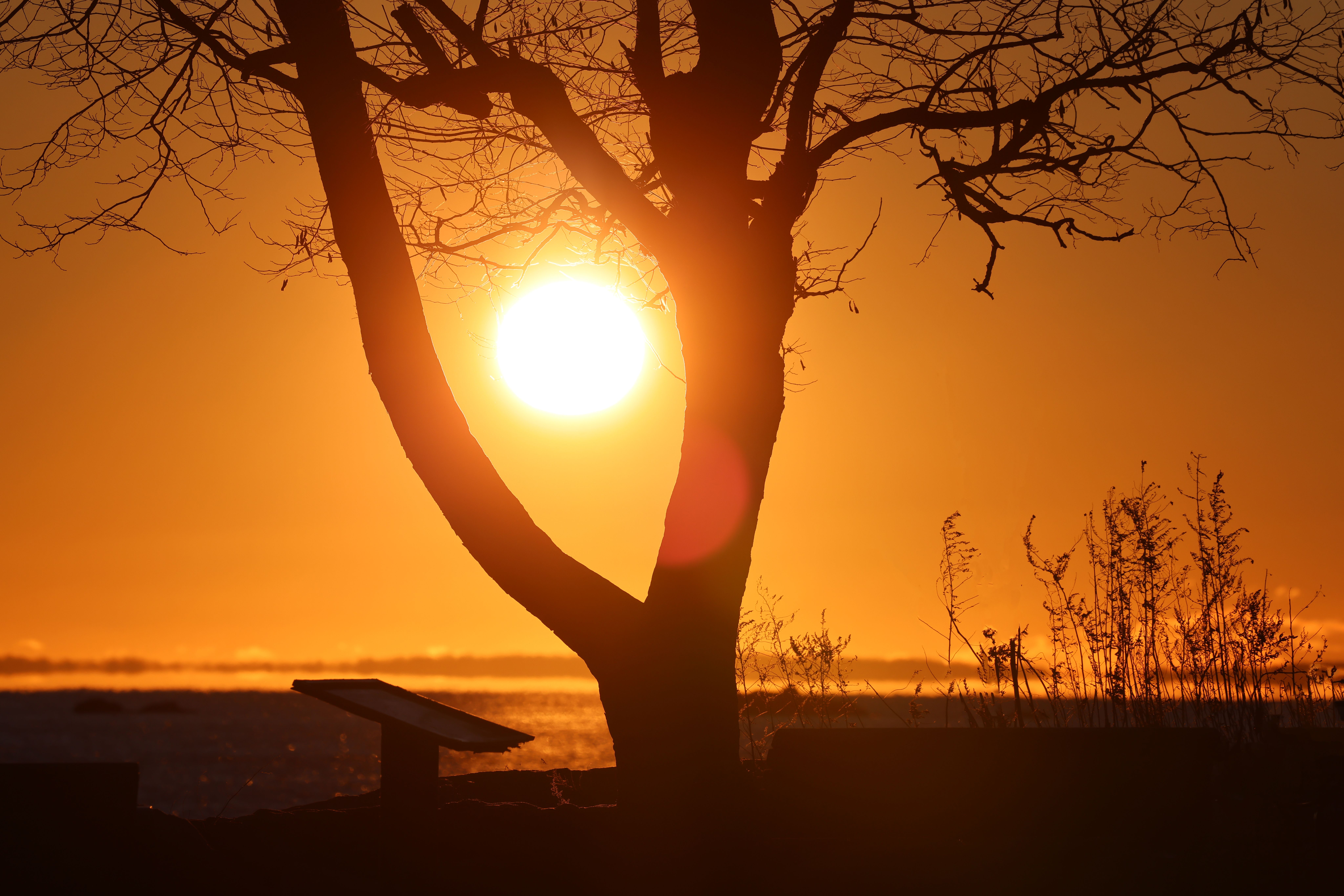 Sun between a Tree Trunk during Daybreak · Free Stock Photo