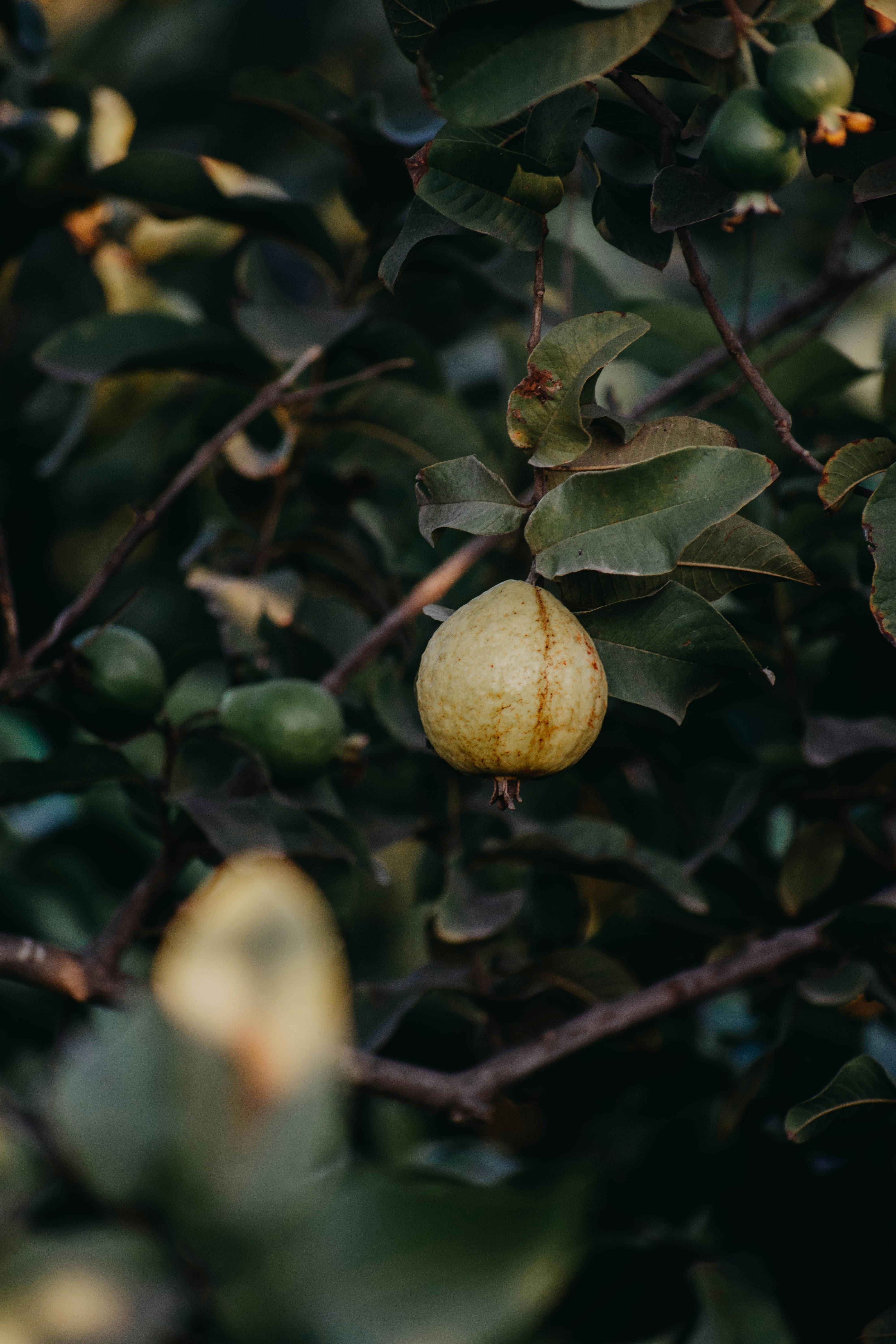 A Macro Photo of a Yellow Guava Fruit · Free Stock Photo