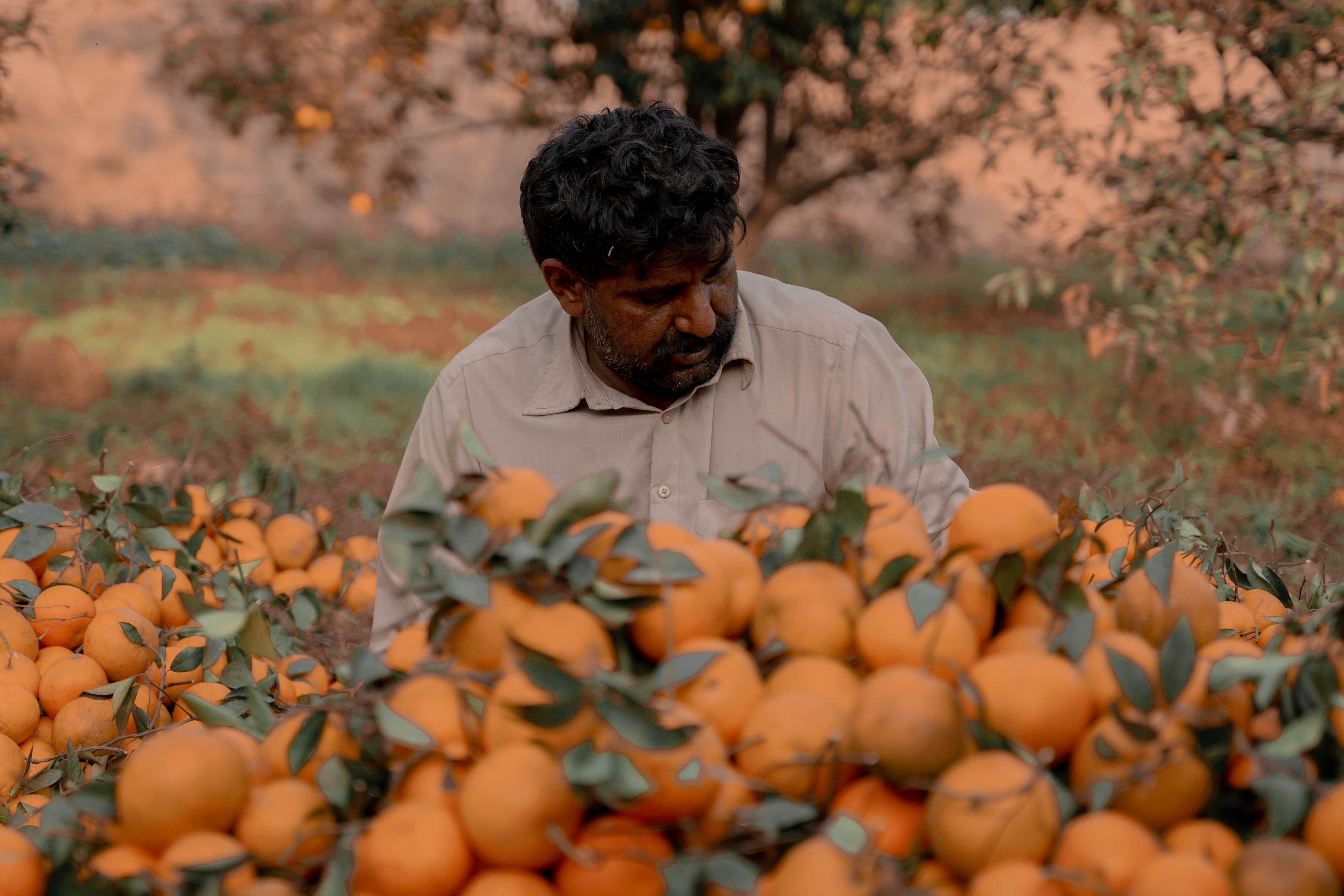 Man and Piles of Oranges · Free Stock Photo