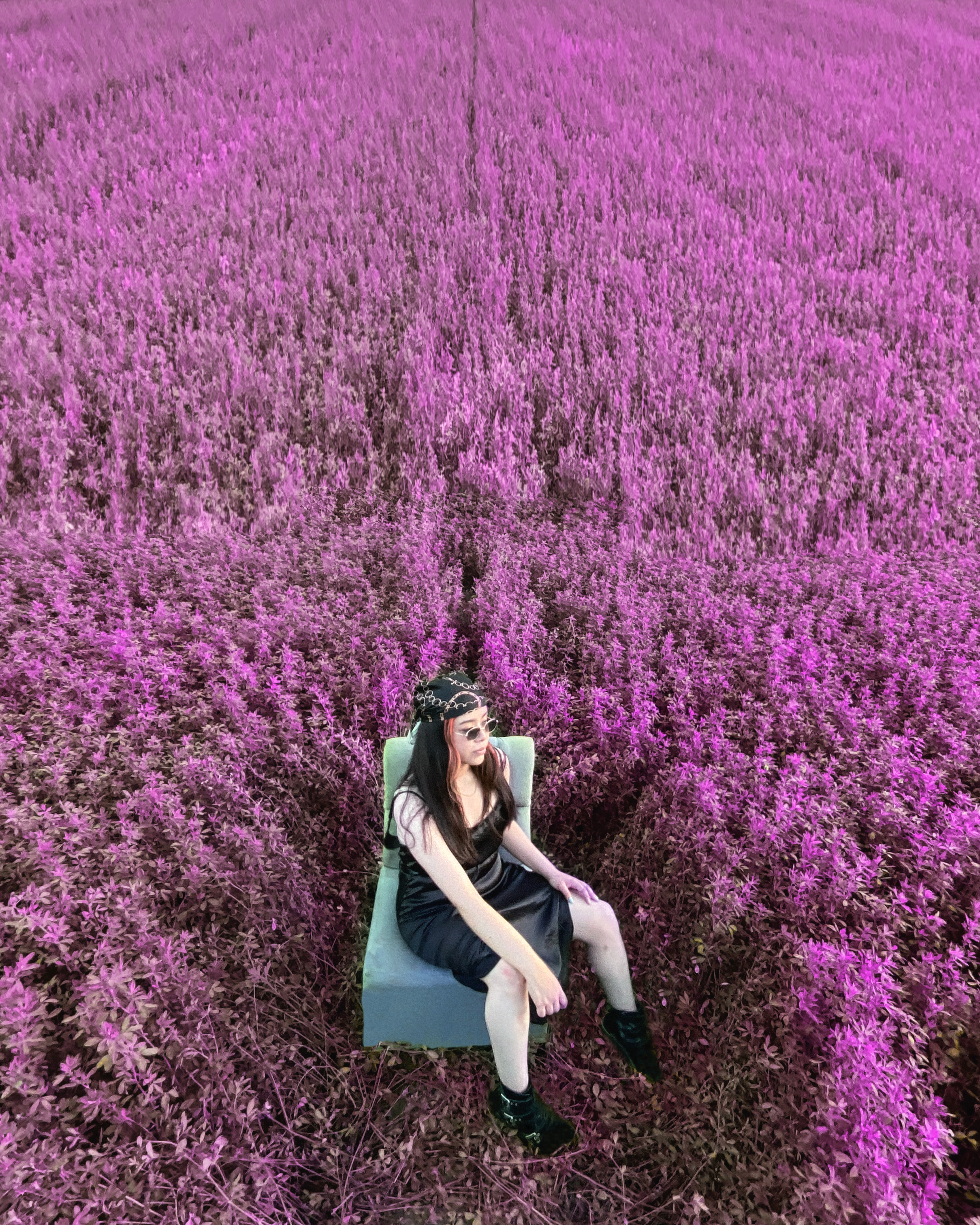 Woman Sitting on Chair on Purple Flower Field · Free Stock Photo