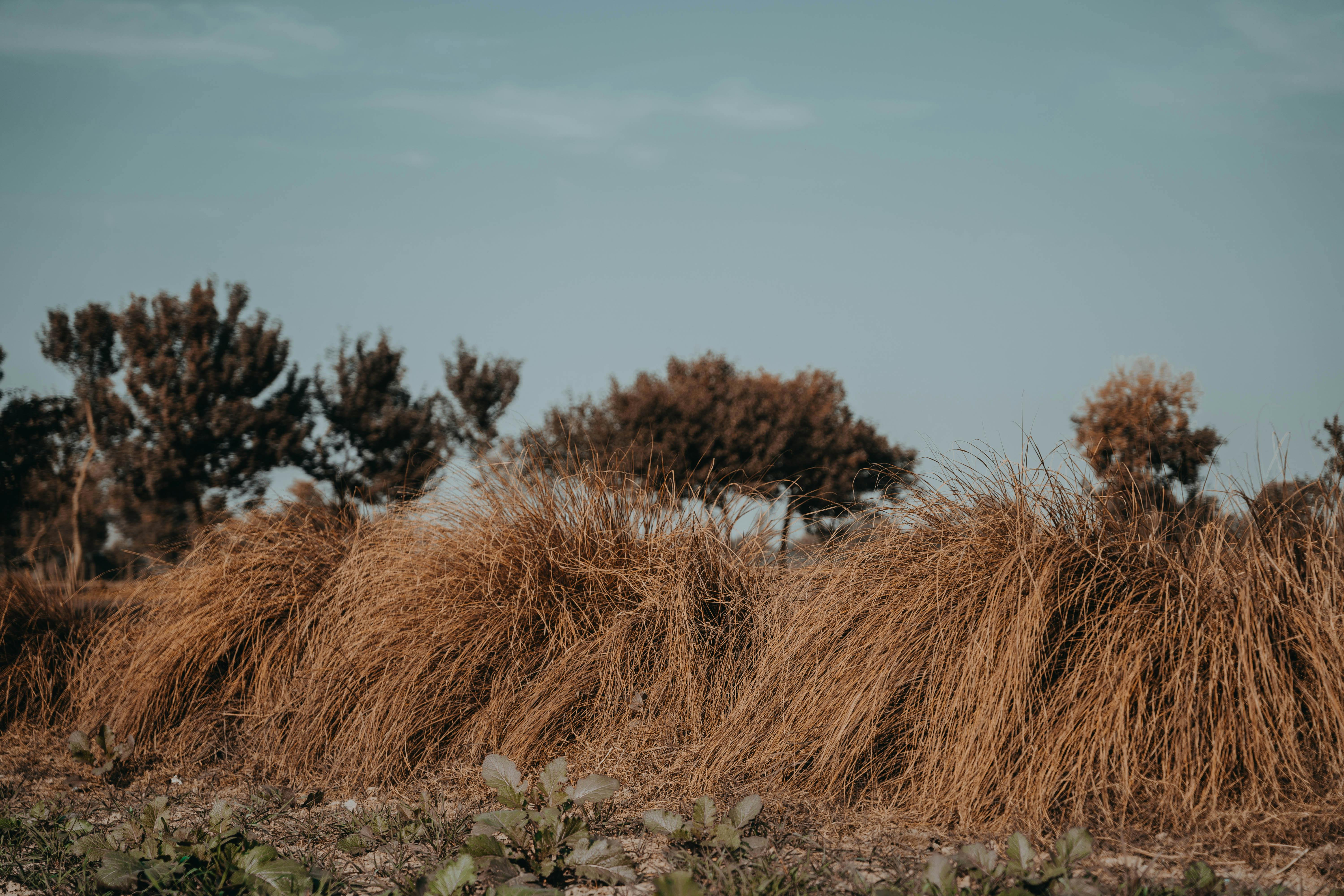 Brown Grass Field · Free Stock Photo