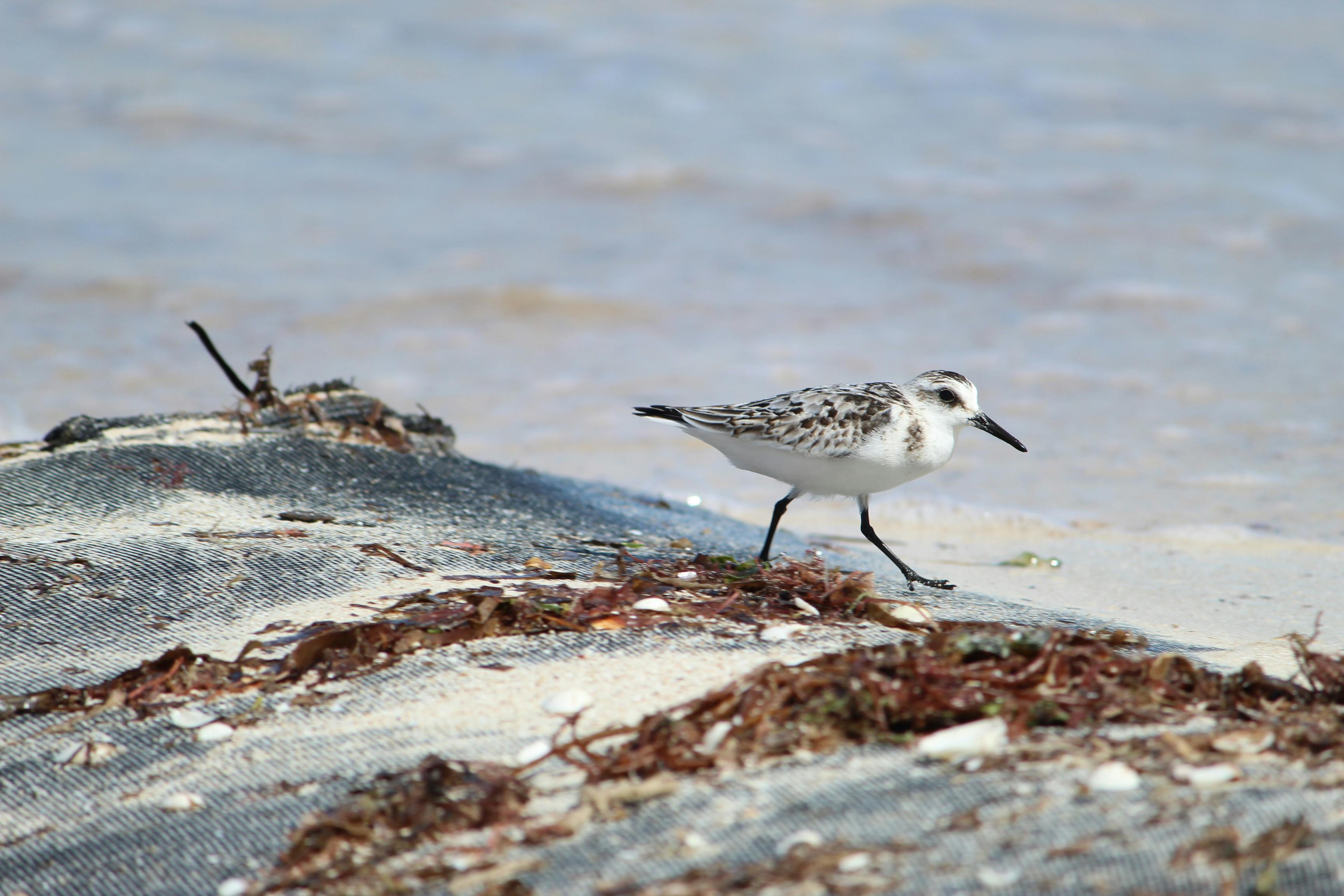 Playas de Yucatán 5 Photos & Videos Collected by Carmen Lorena Lopez ...
