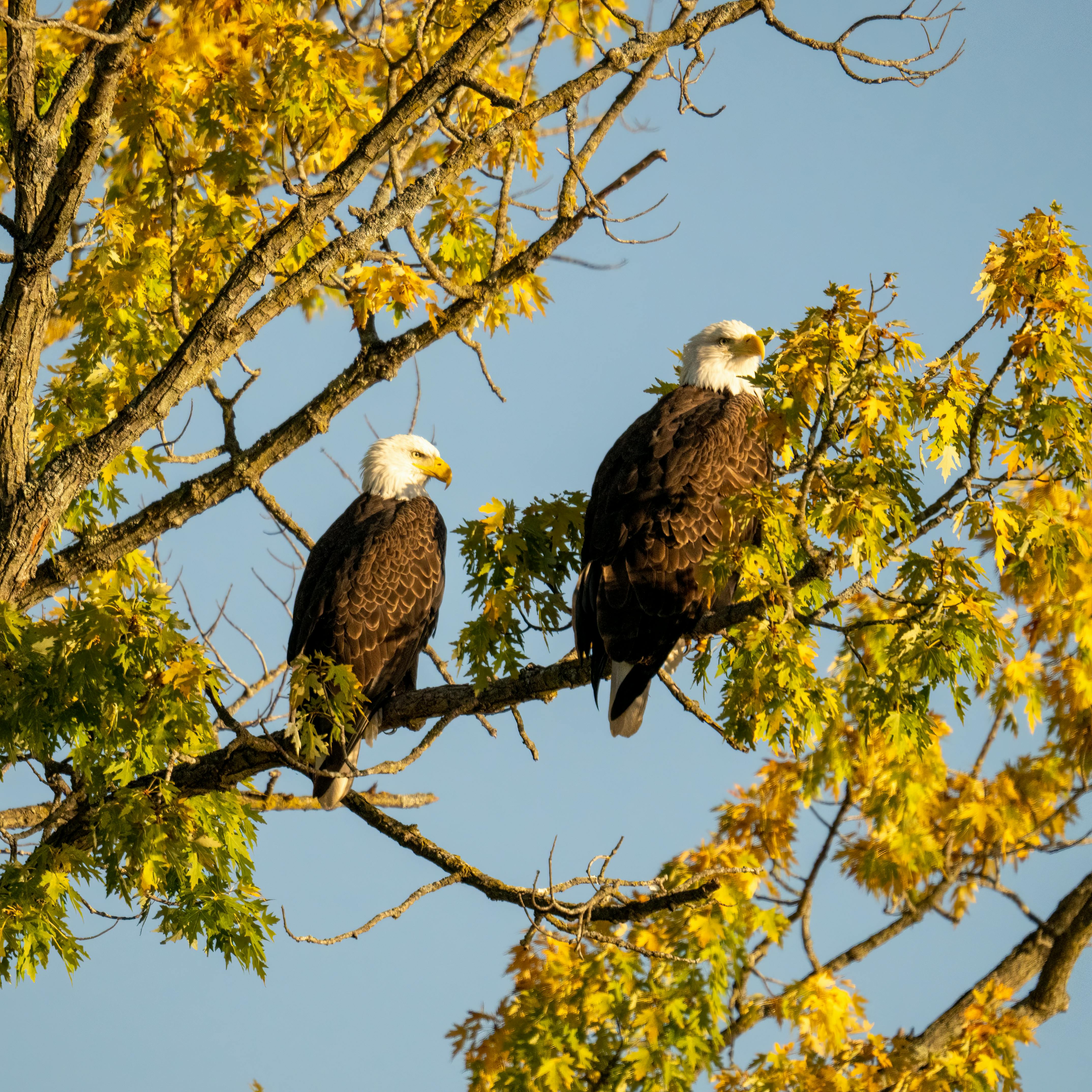 A Two Bald Eagles on the Tree Branch · Free Stock Photo