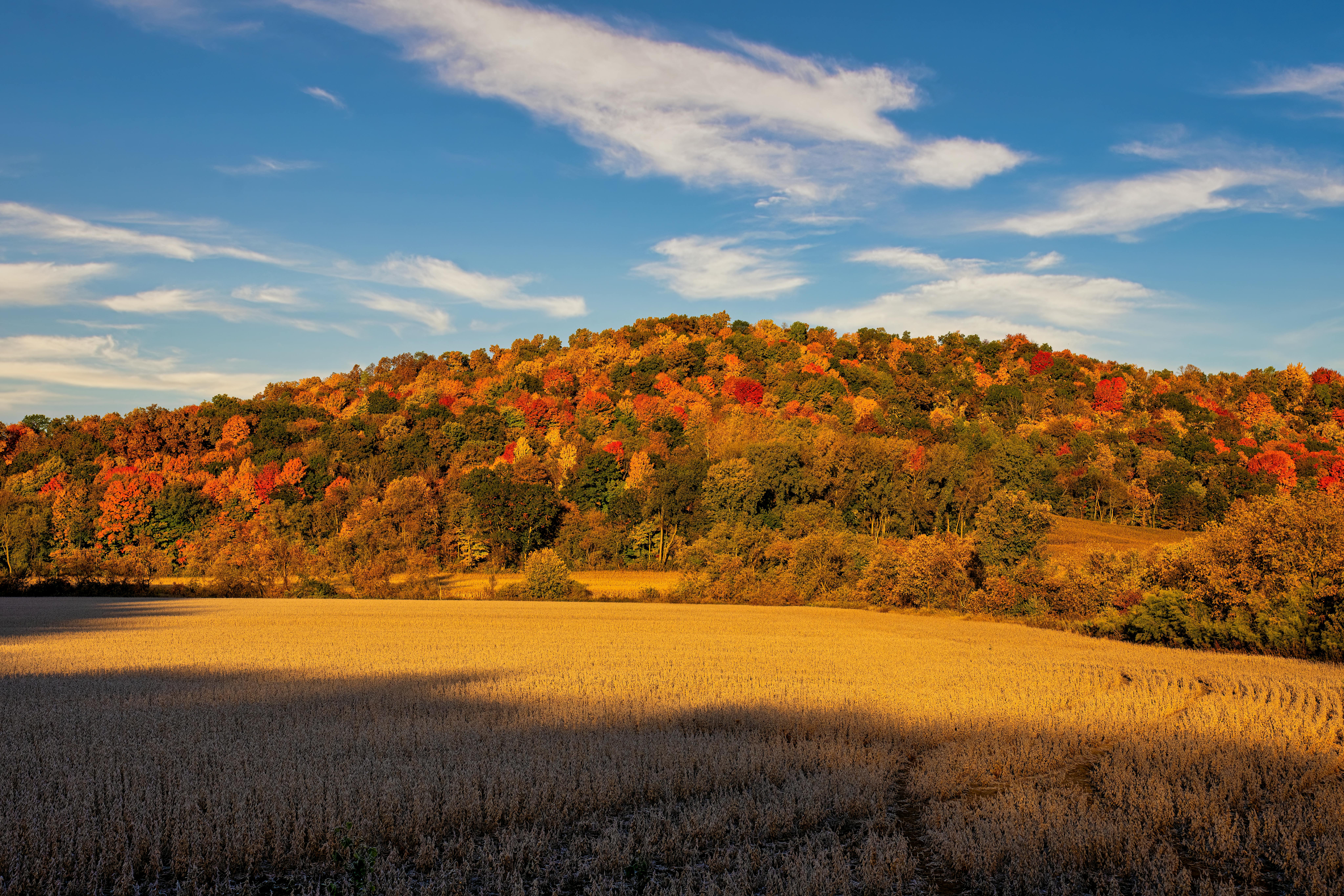 A Field with a Forest in Autumn Colors in the Background · Free Stock Photo