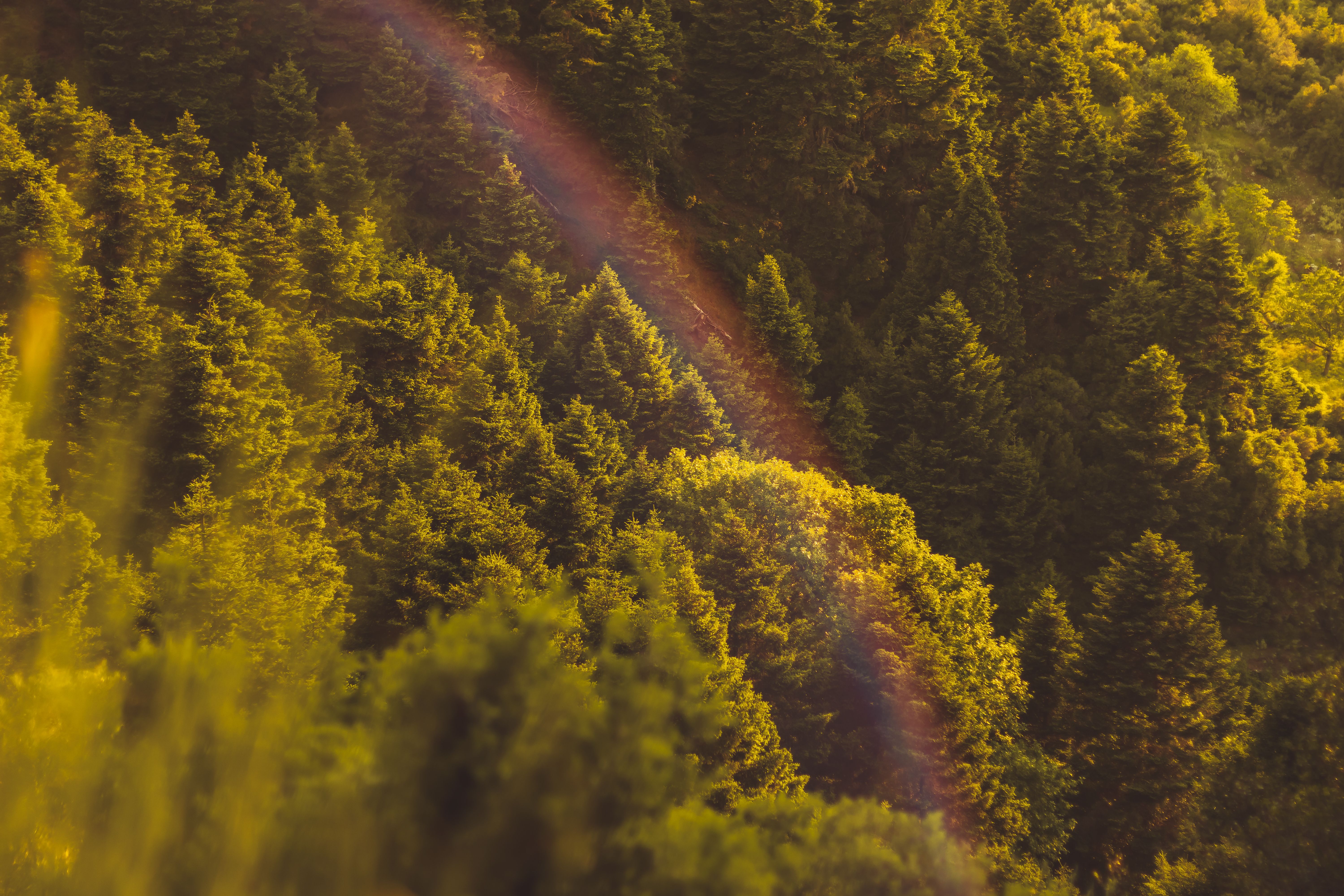 A Rainbow Over the Forest Trees · Free Stock Photo