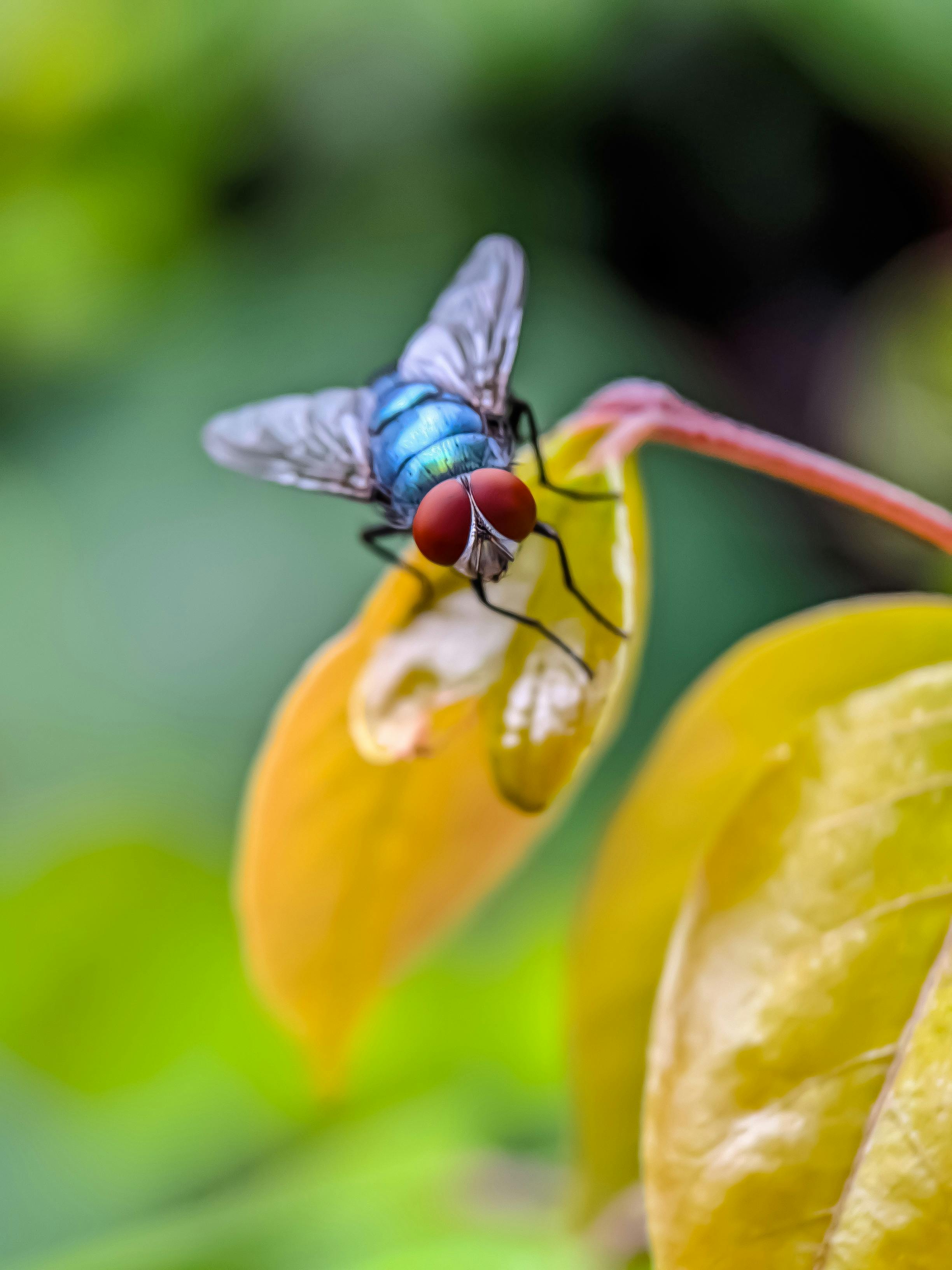 Close up of a Fly · Free Stock Photo