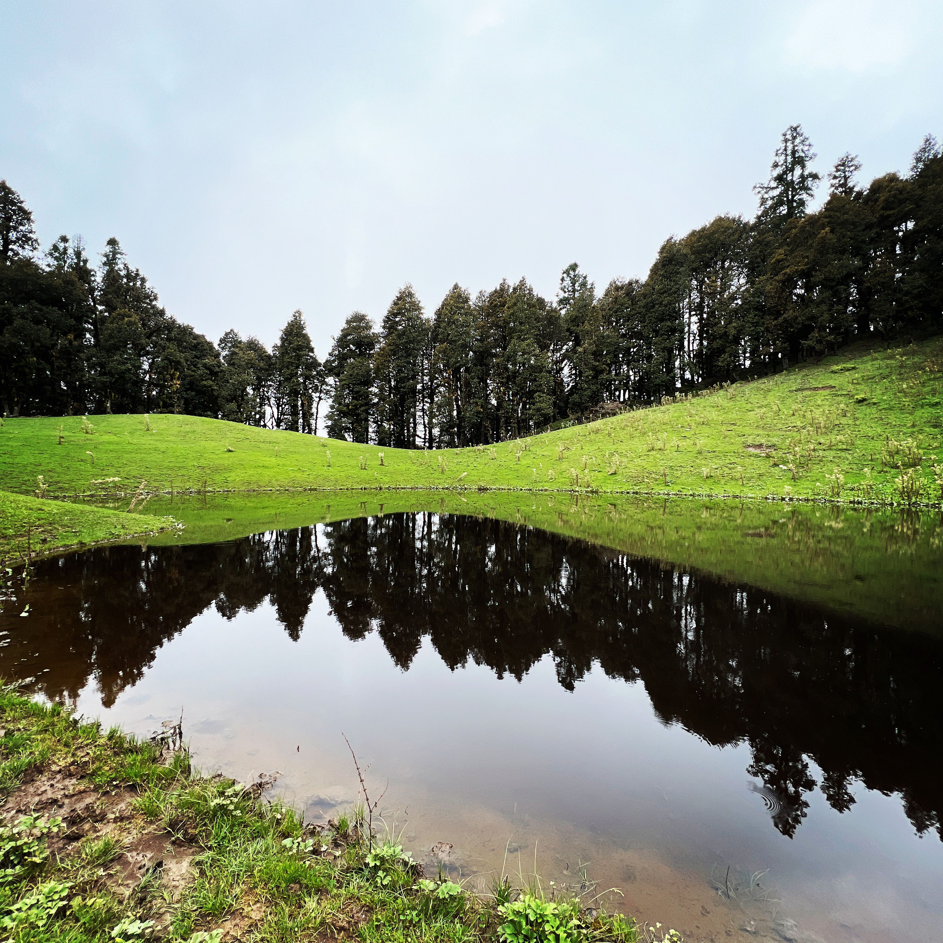 Pure Lake Among Trees on Grassland · Free Stock Photo