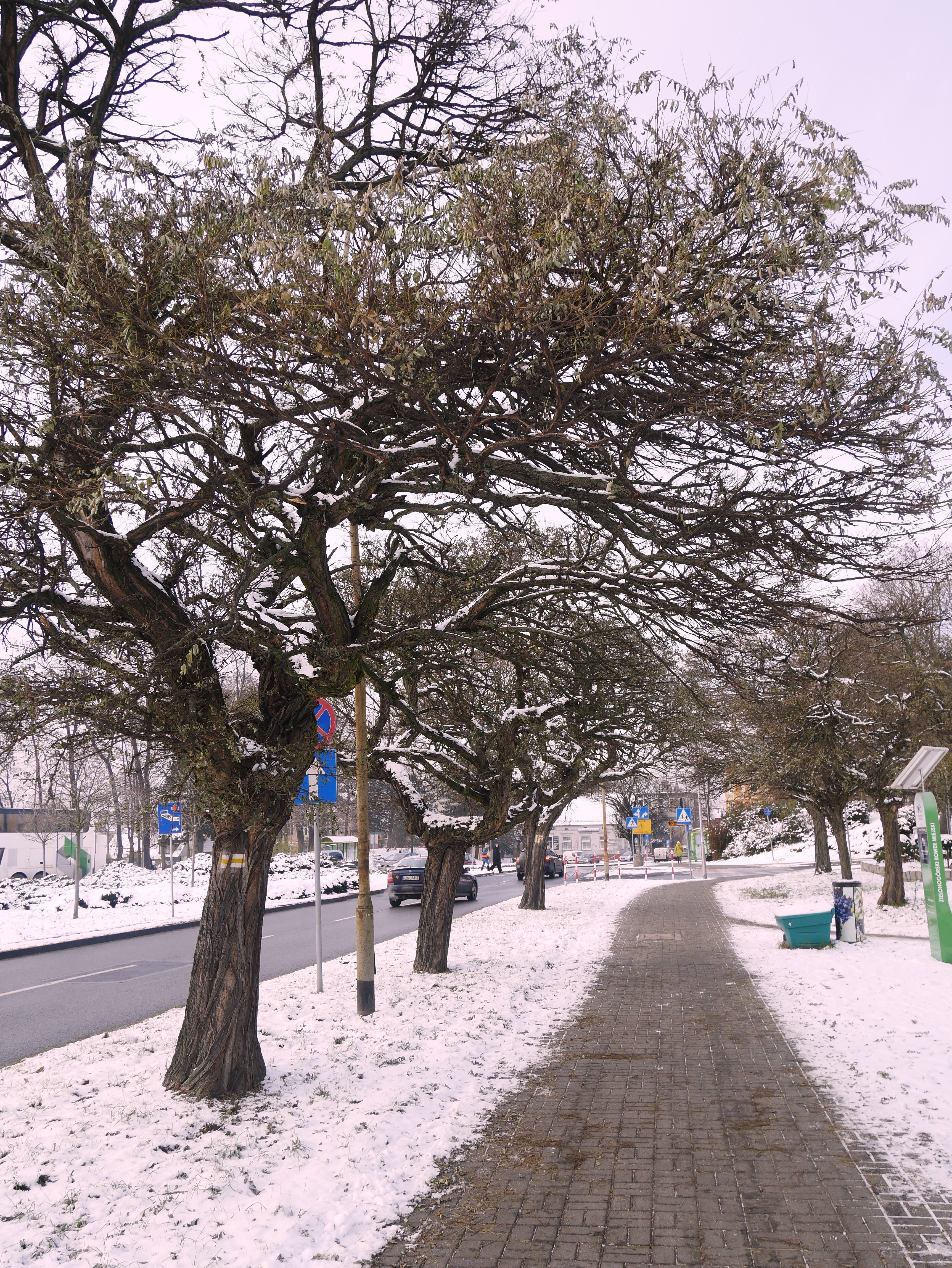 Leafless Trees in the Park during Winter Season · Free Stock Photo