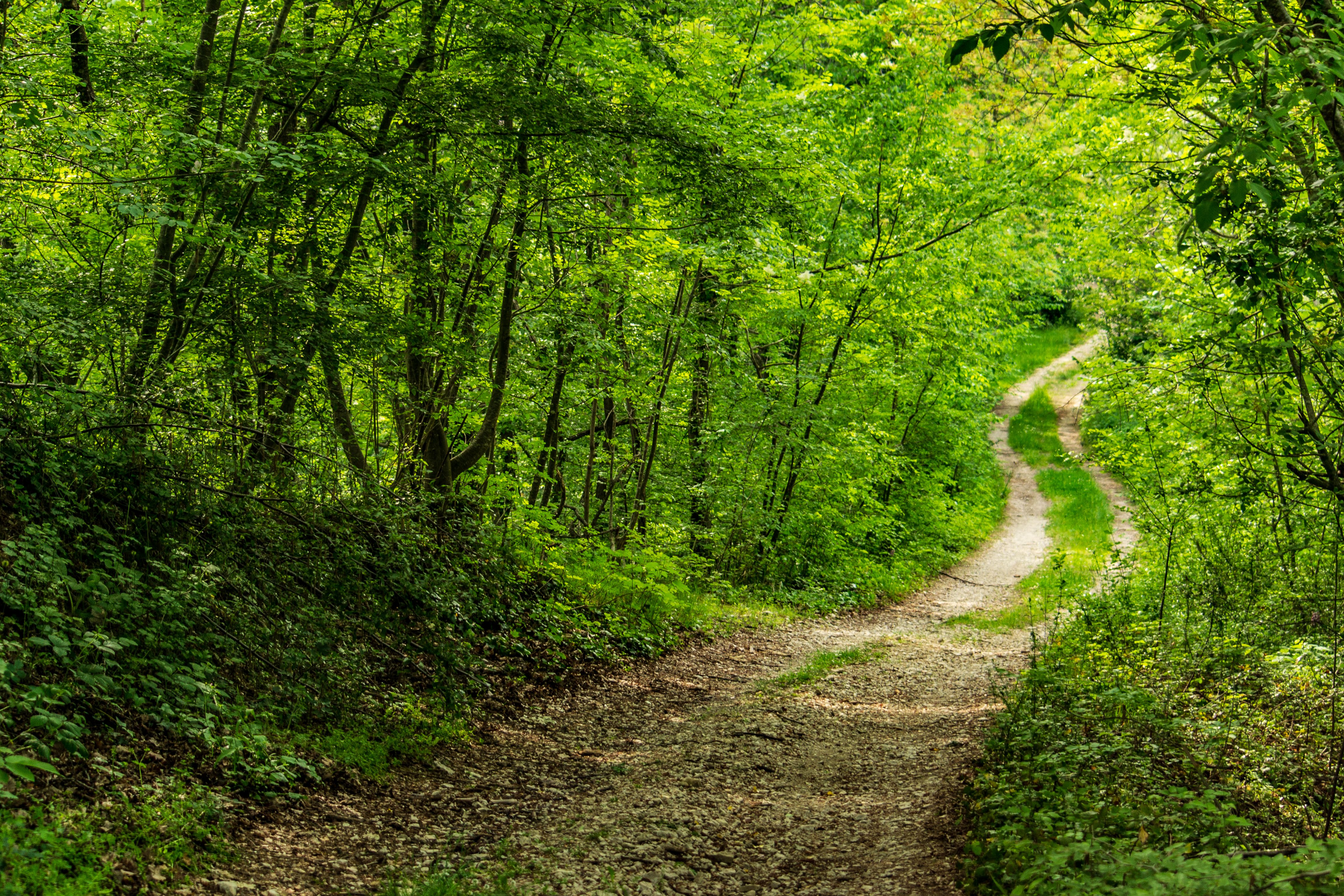 Path Photos, Download The BEST Free Path Stock Photos & HD Images