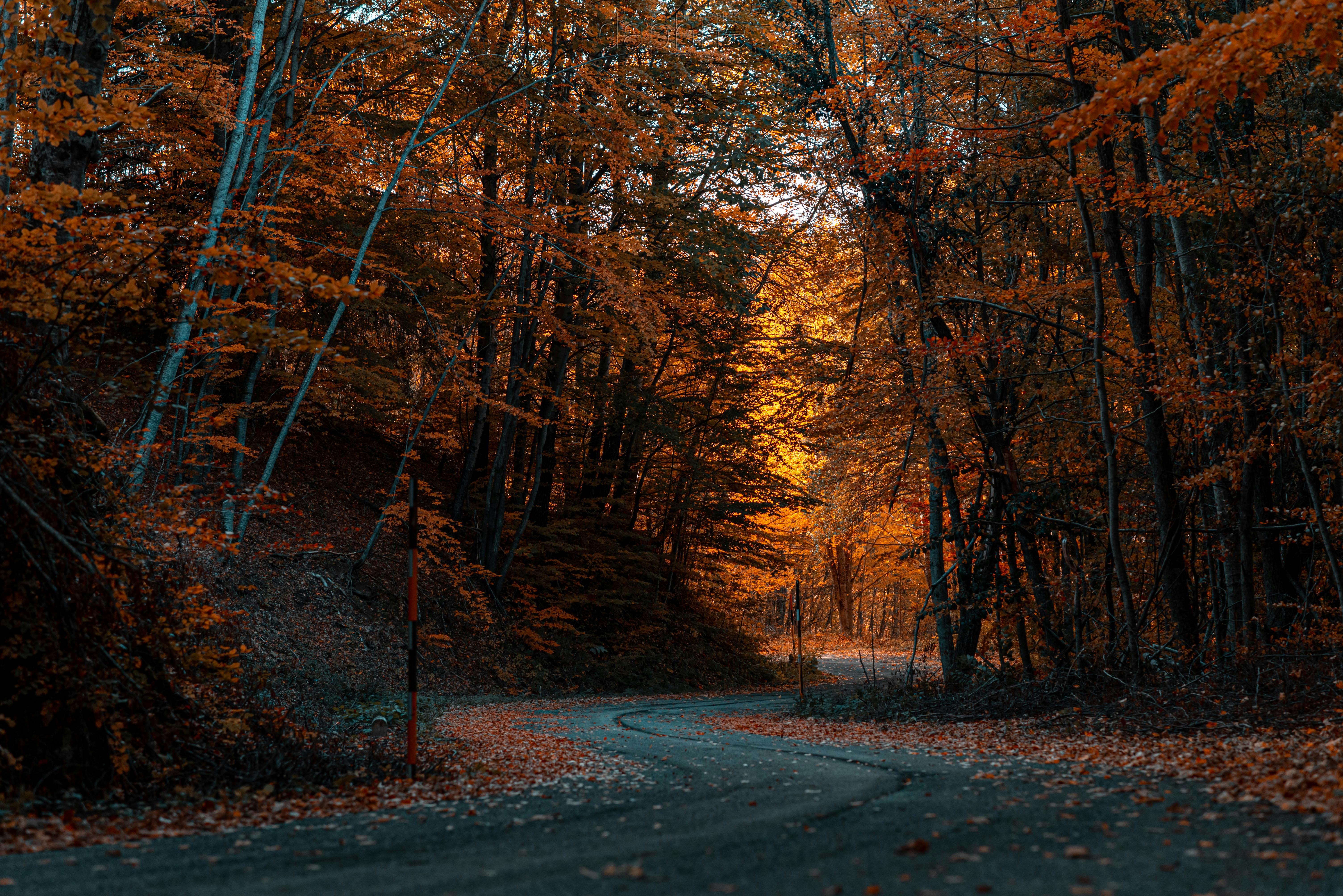 Road in Between Trees · Free Stock Photo