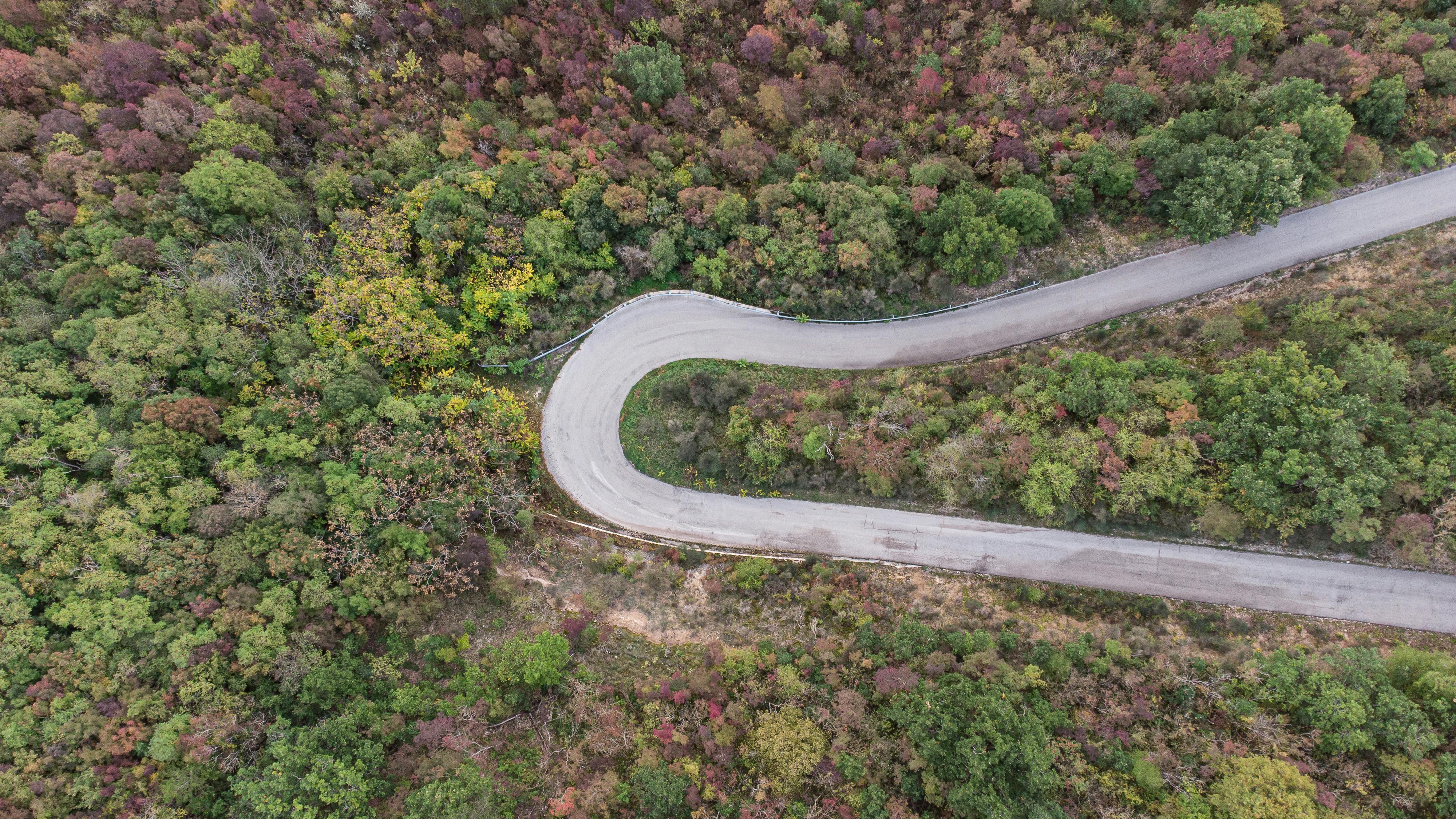 Curve Road in Between Trees · Free Stock Photo