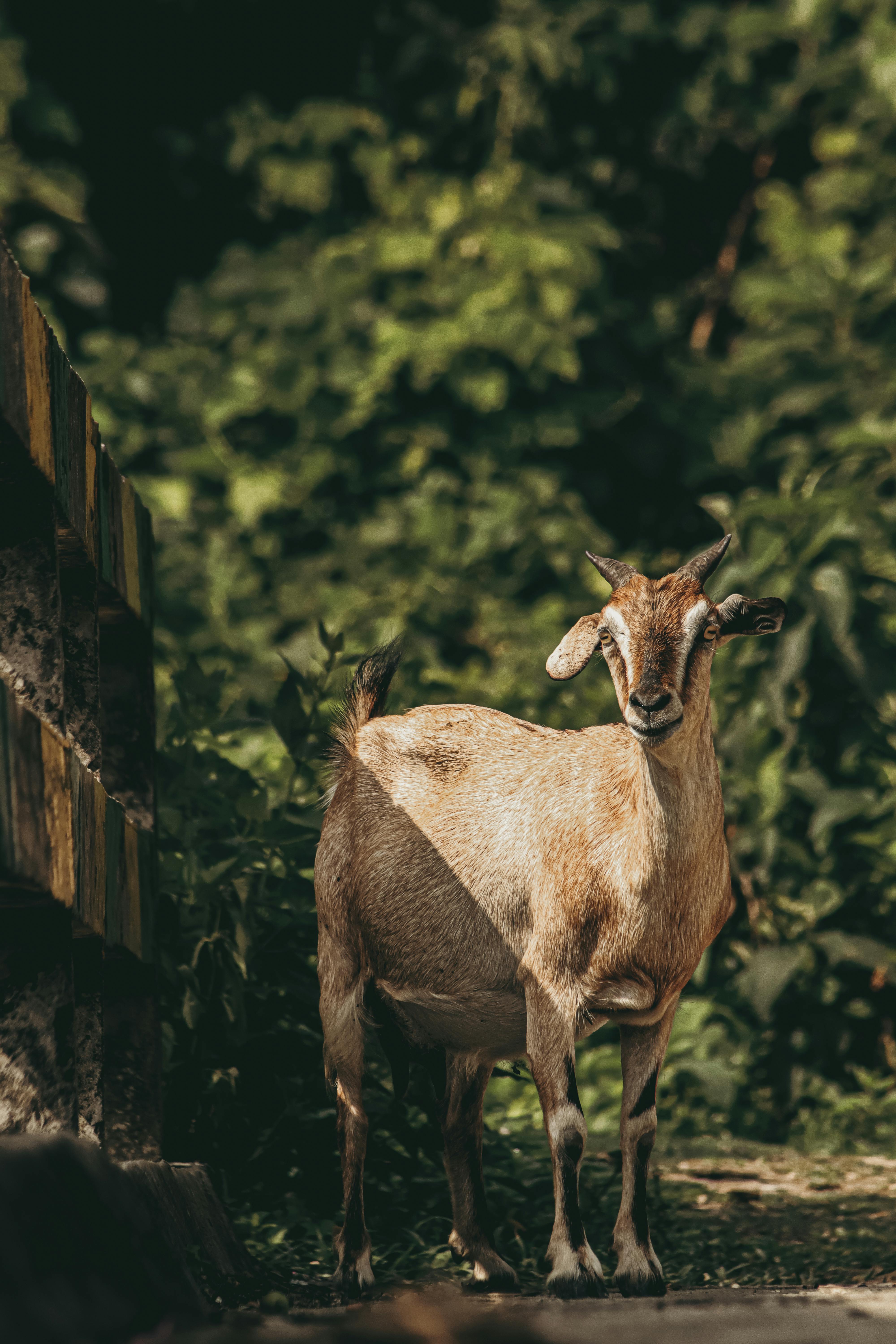 Photo of a Goat on a Farm · Free Stock Photo