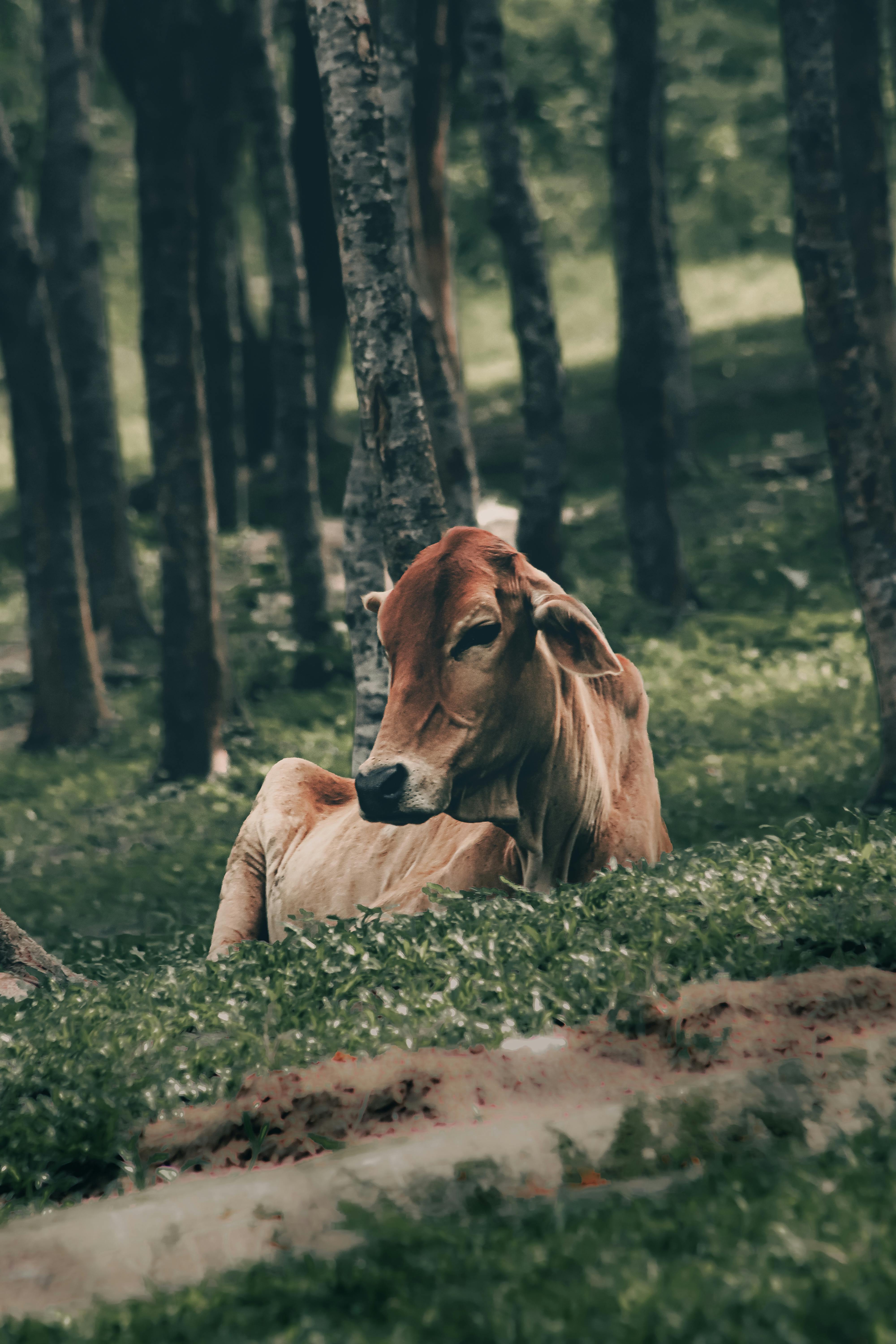 Cow in Forest · Free Stock Photo