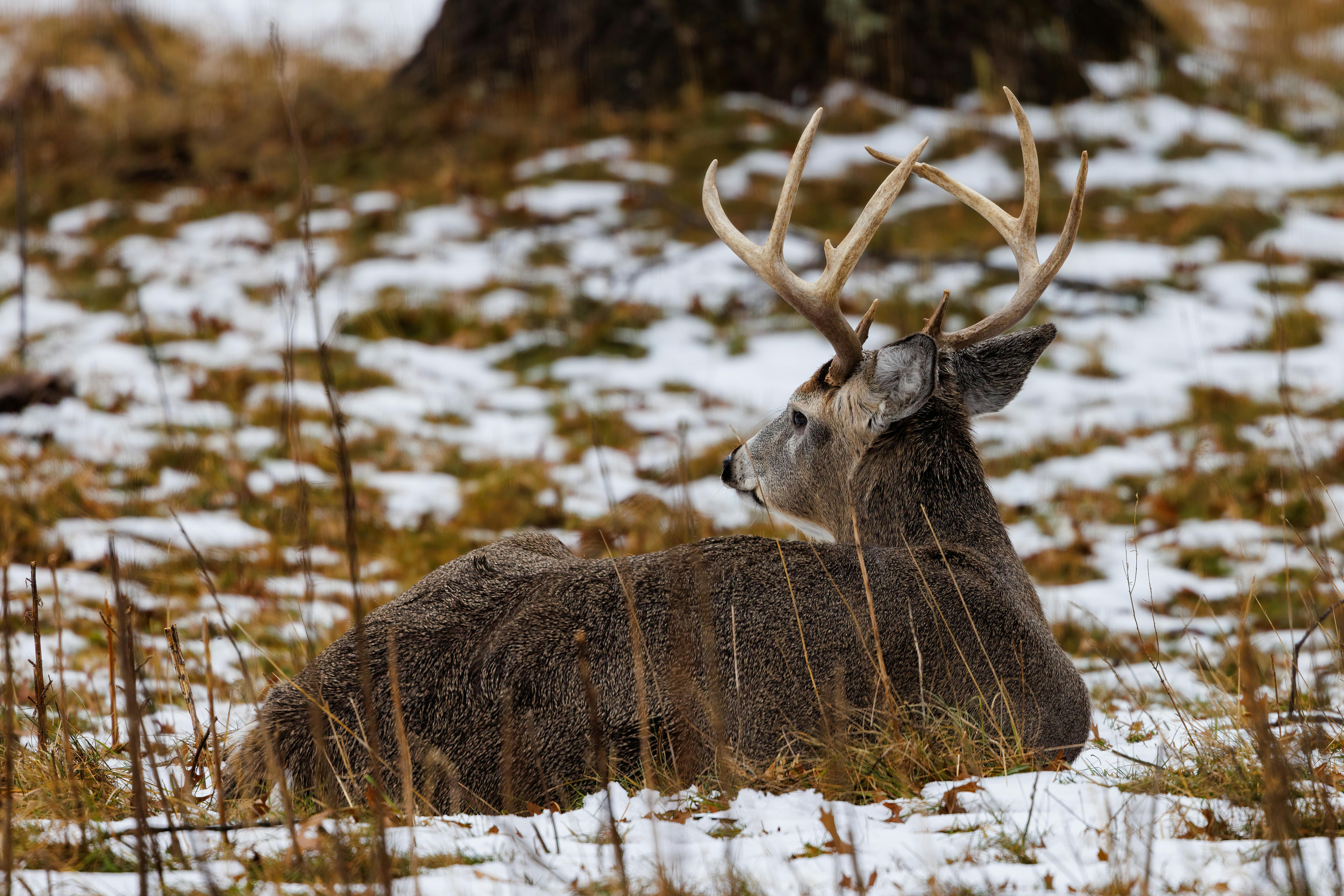 Trophy White-tailed (Odocoileus virginianus) buck bedded down during ...