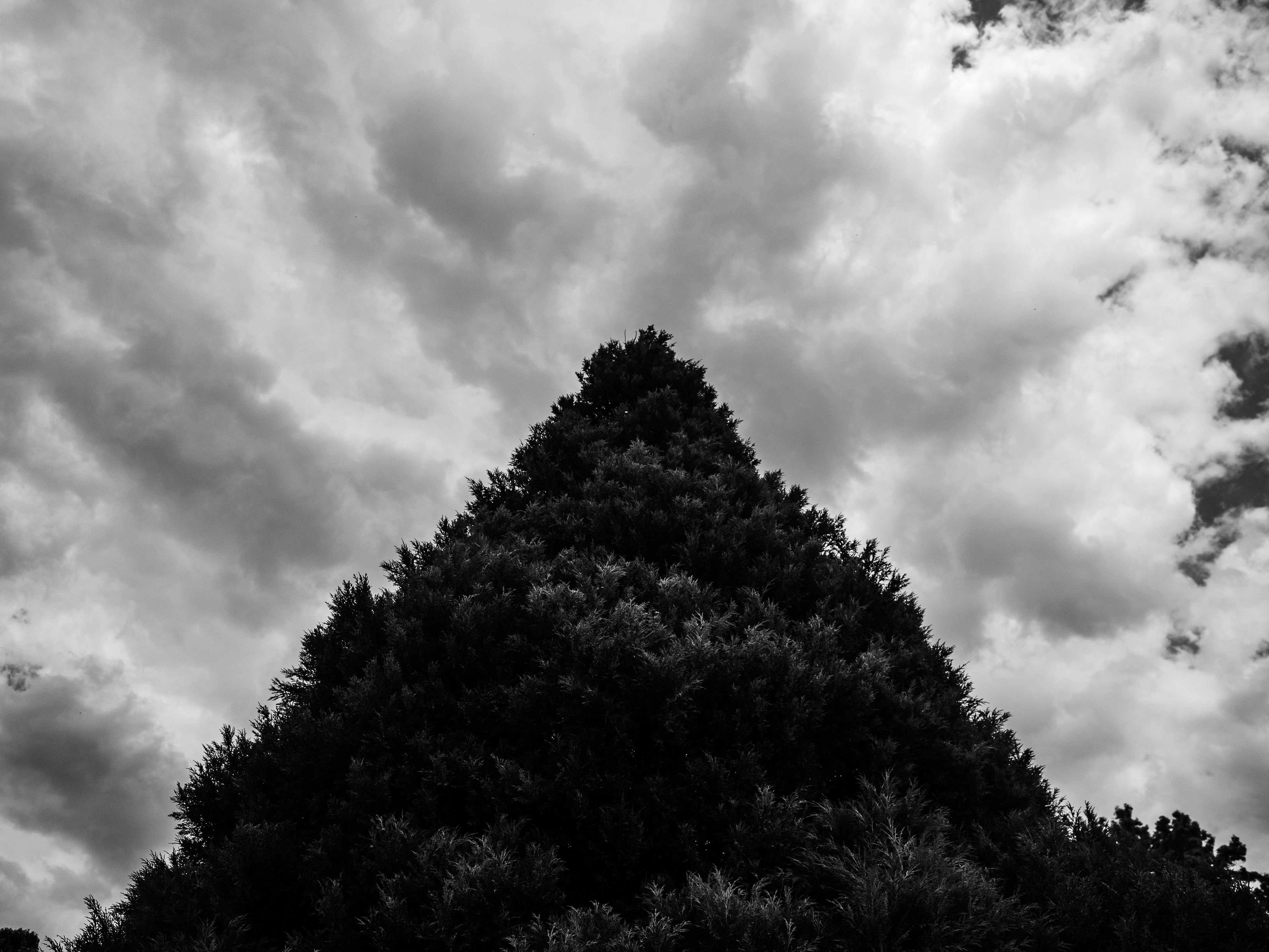 Grayscale Photo of a Tree under the Cloudy Sky · Free Stock Photo