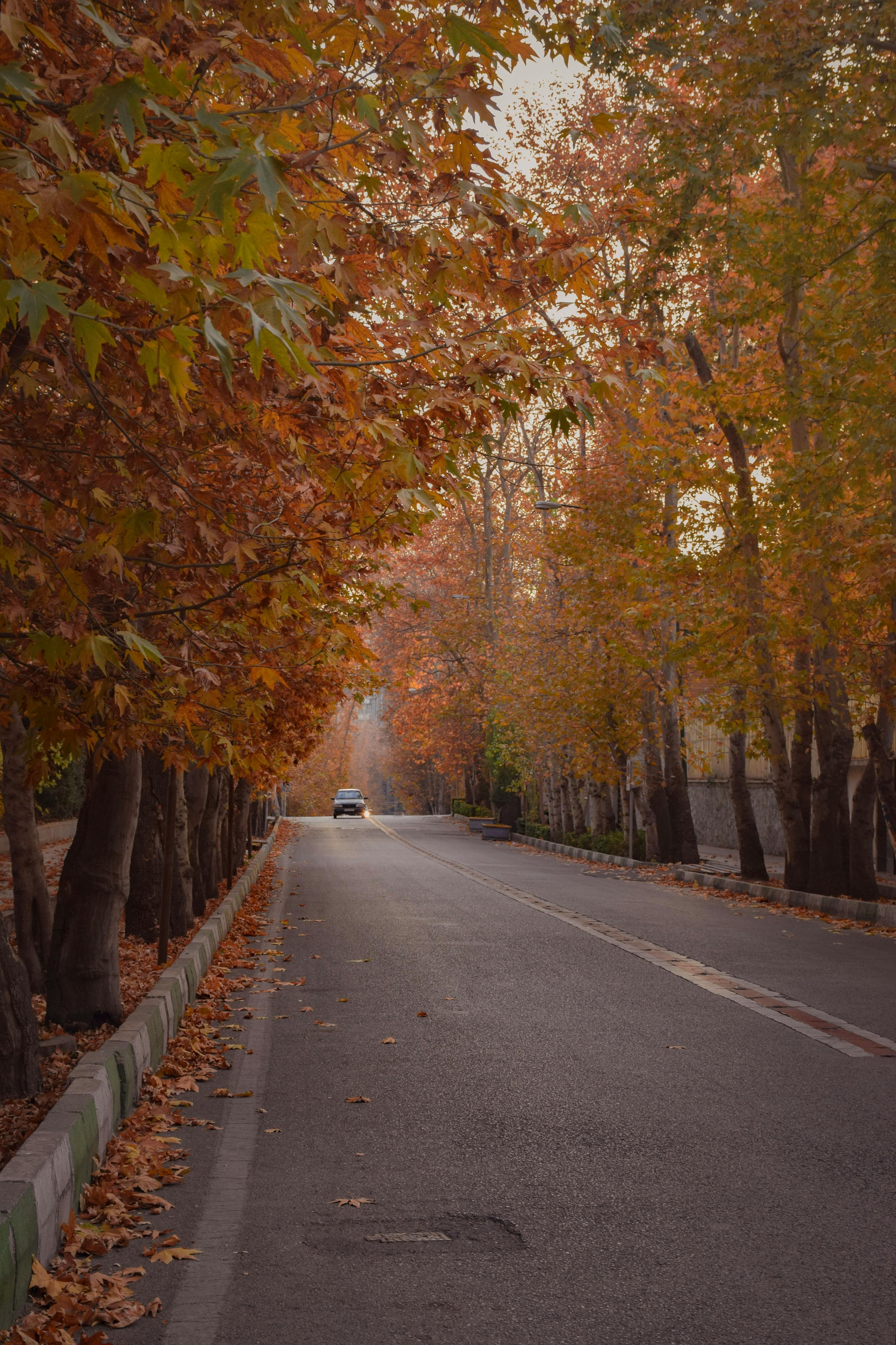 Car on the Road in Between Trees · Free Stock Photo